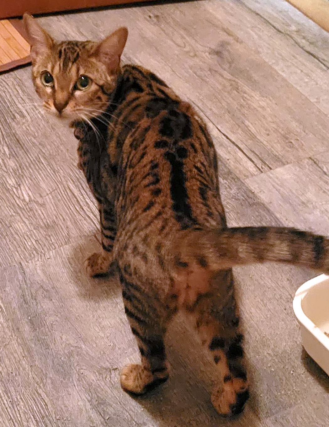 About This Cat: Mia – PENDING ADOPTION – The Feline Connection