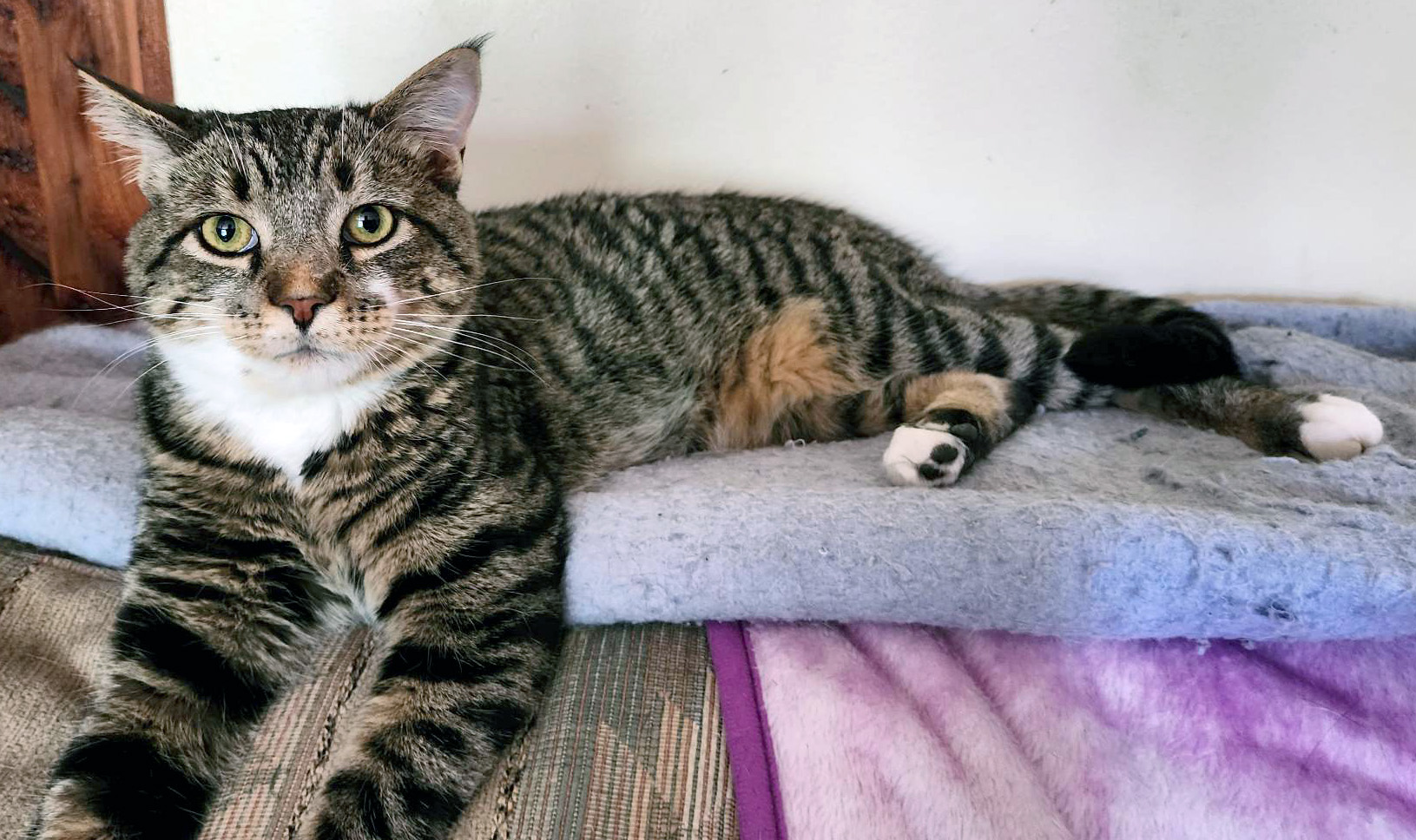 About this Cat: Tango — ADOPTED – The Feline Connection