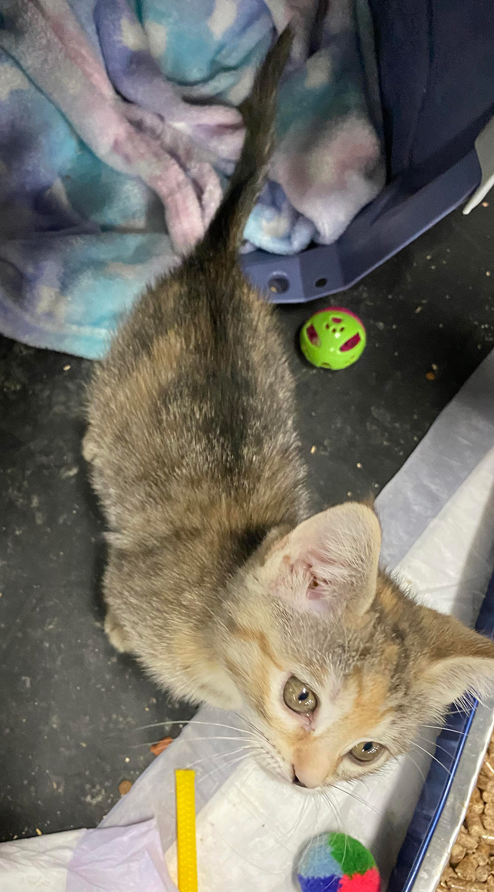 About this Cat: Pippi Longstocking – a Library cat – ADOPTED – The Feline Connection