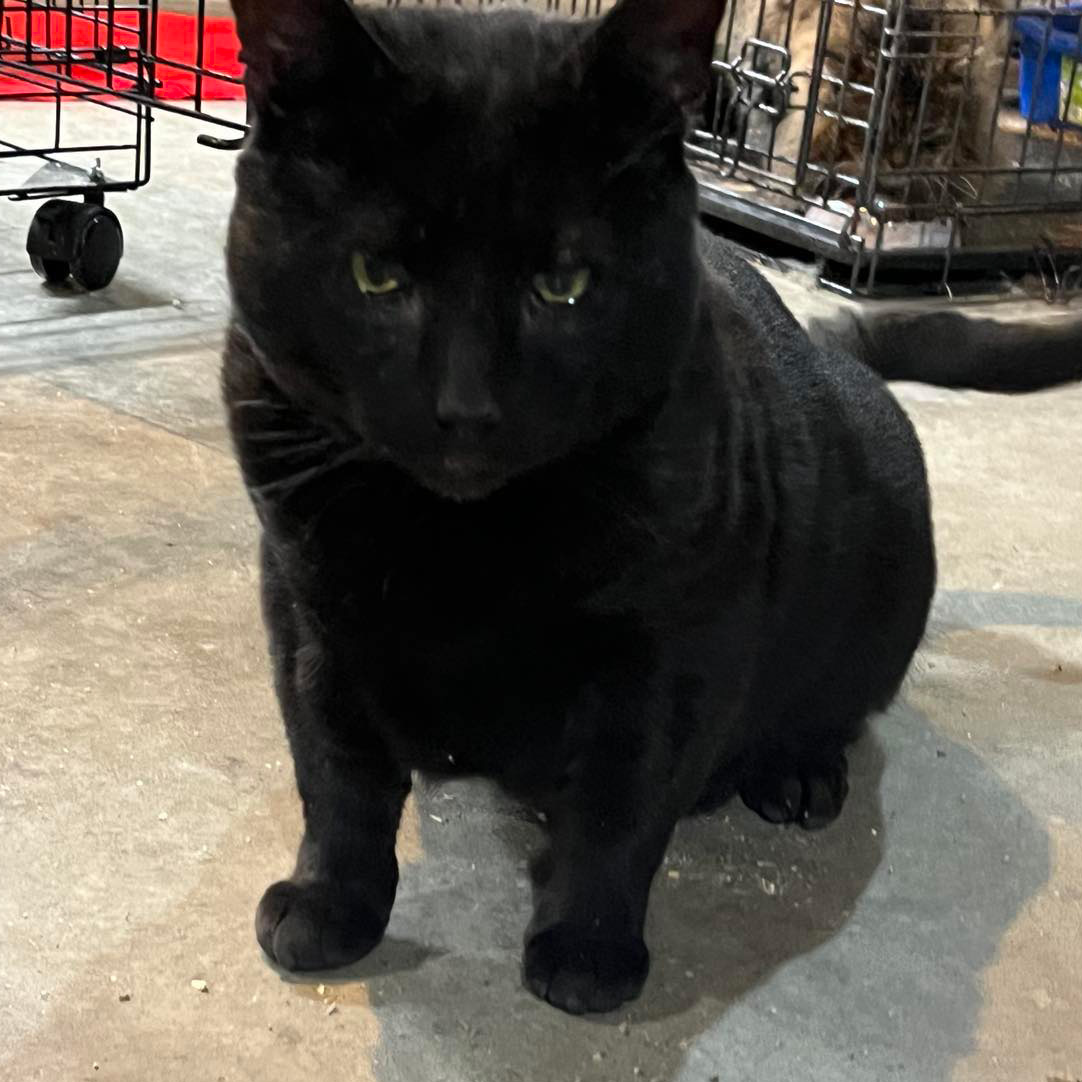 About this Cat: Ulysses – a Library cat – The Feline Connection