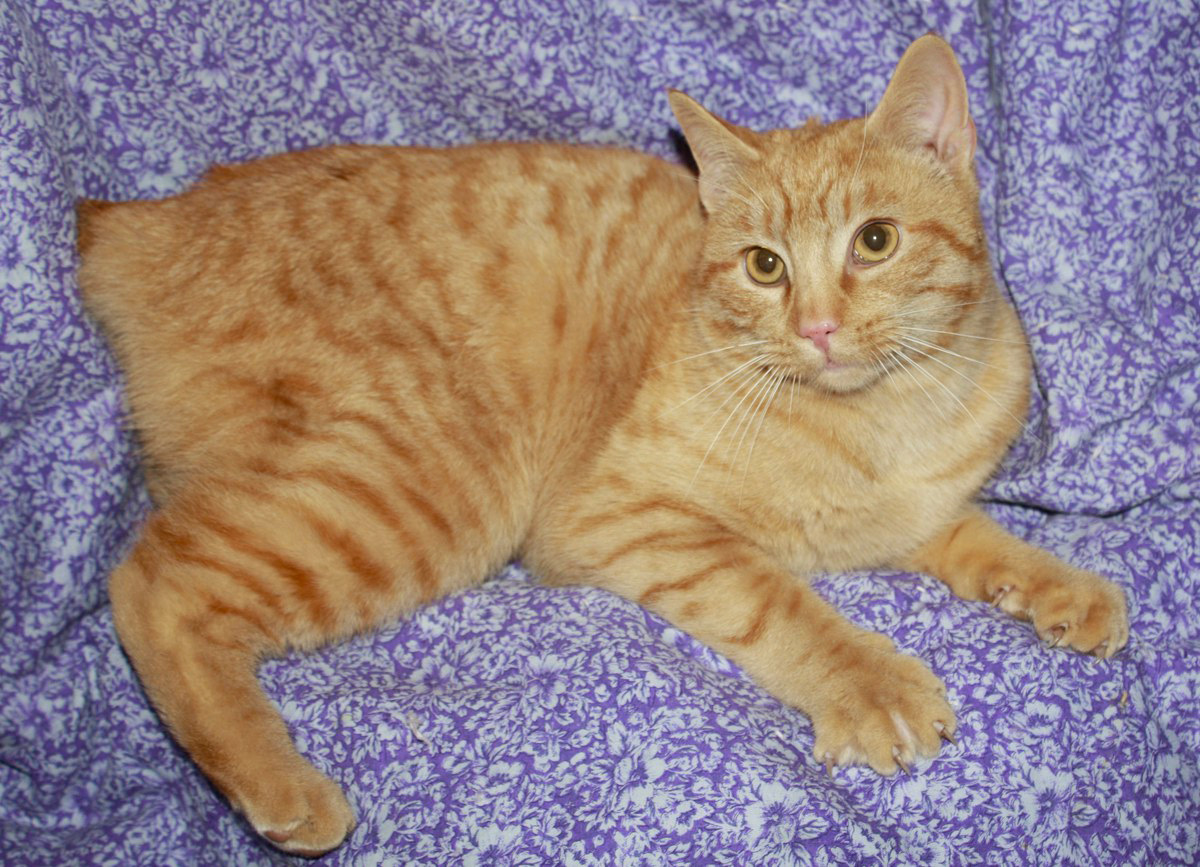 About this Cat: Vincent – an “Artists” group cat — ADOPTED – The Feline Connection