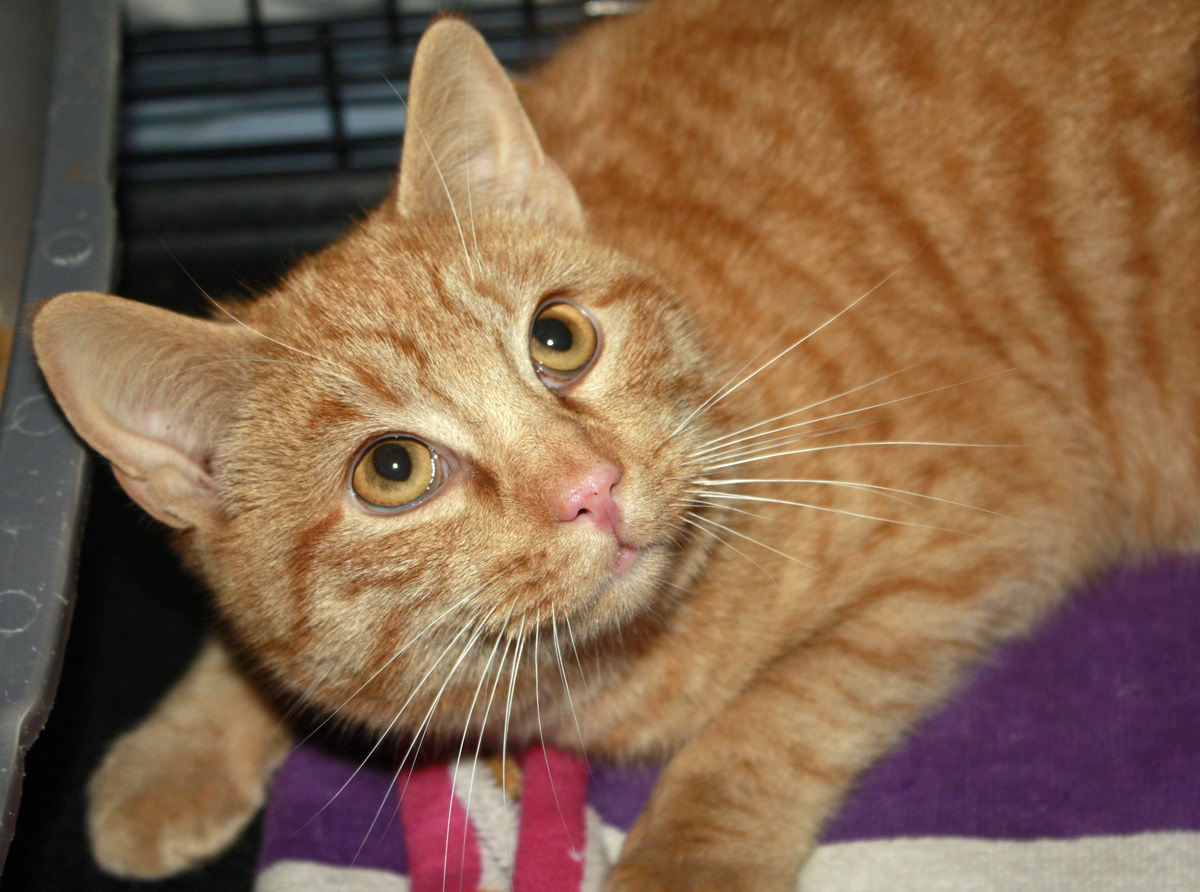 About this Cat: Vincent – an “Artists” group cat — ADOPTED – The Feline Connection