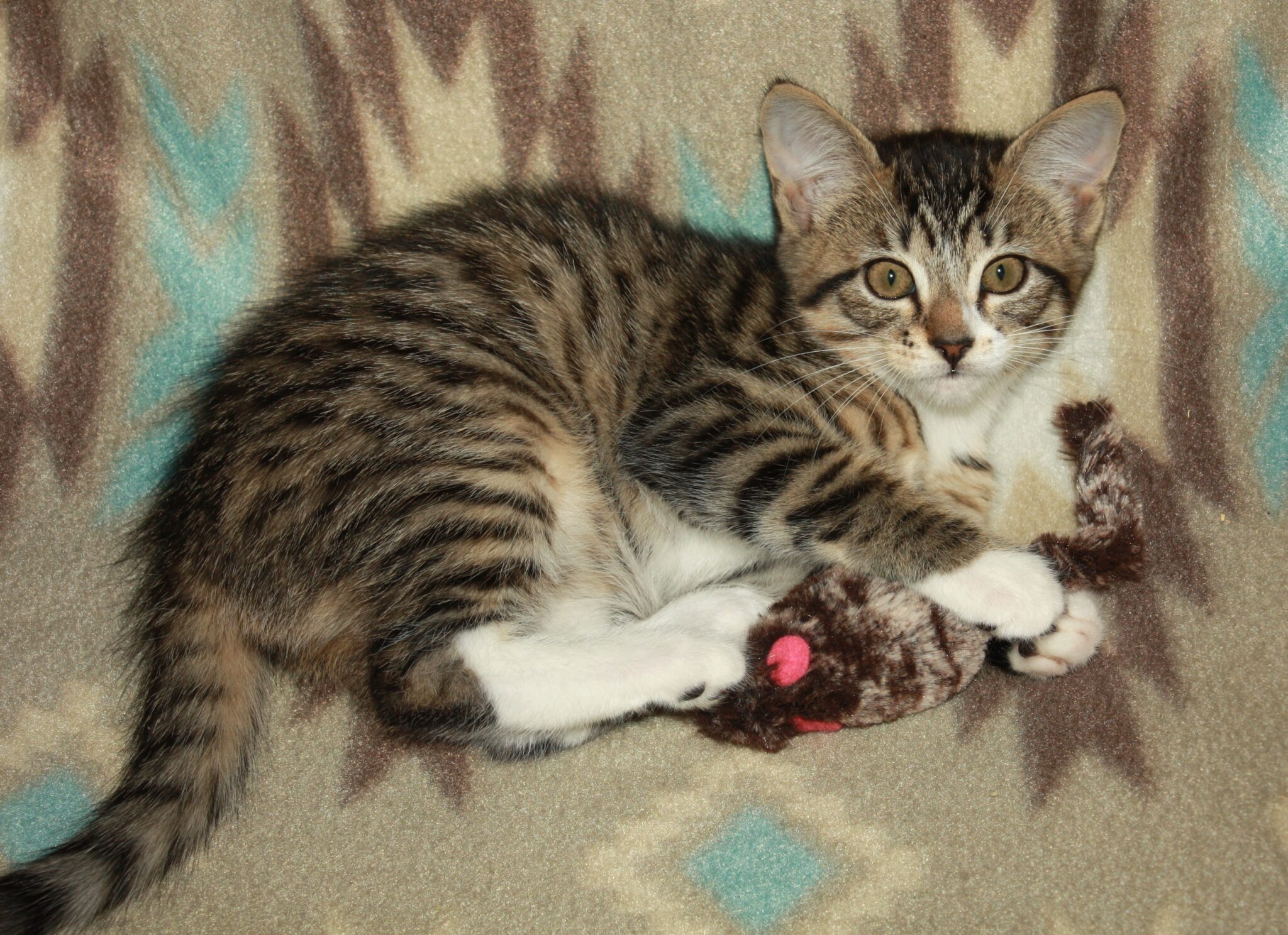 About this Cat: Samara – a ‘Maple’ group cat – The Feline Connection