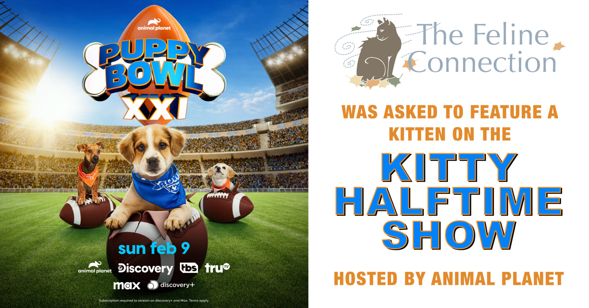 Kitten from The Feline Connection to appear on Animal Planet’s Puppy Bowl XXI’s halftime show ...