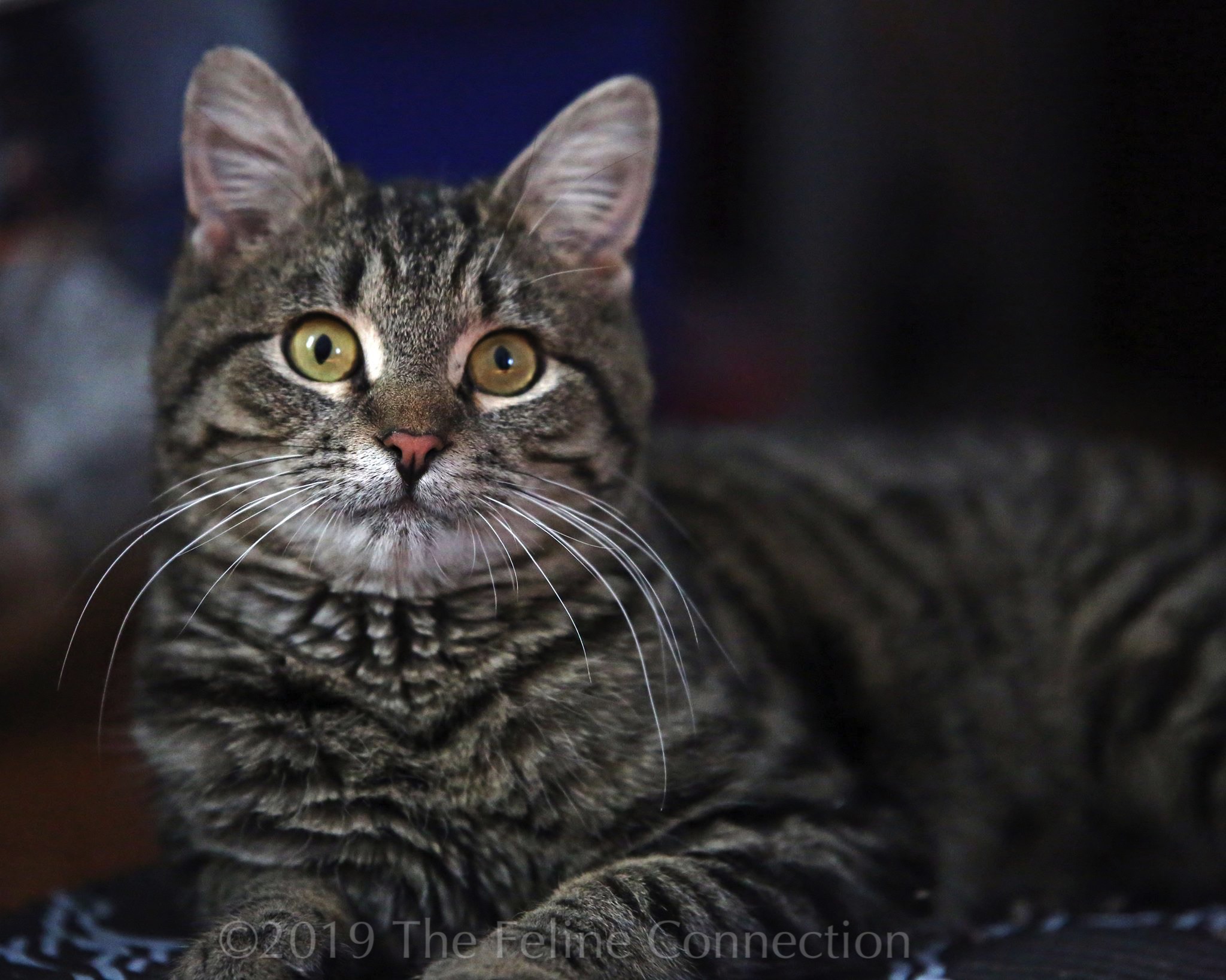 About this cat: Apollo – ADOPTED – The Feline Connection