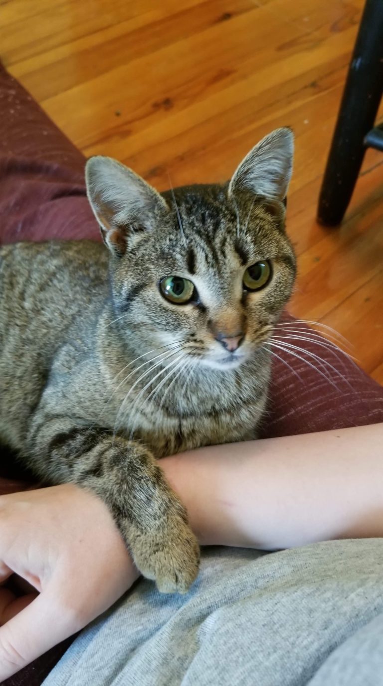 About this cat: Athena – ADOPTED – The Feline Connection