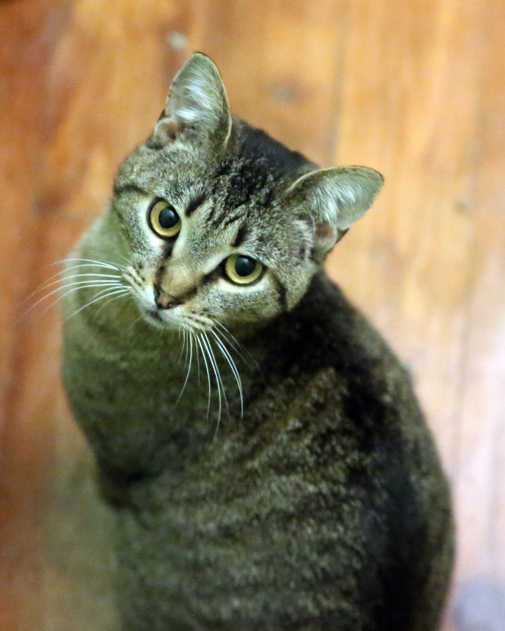 About this cat: Athena – ADOPTED – The Feline Connection