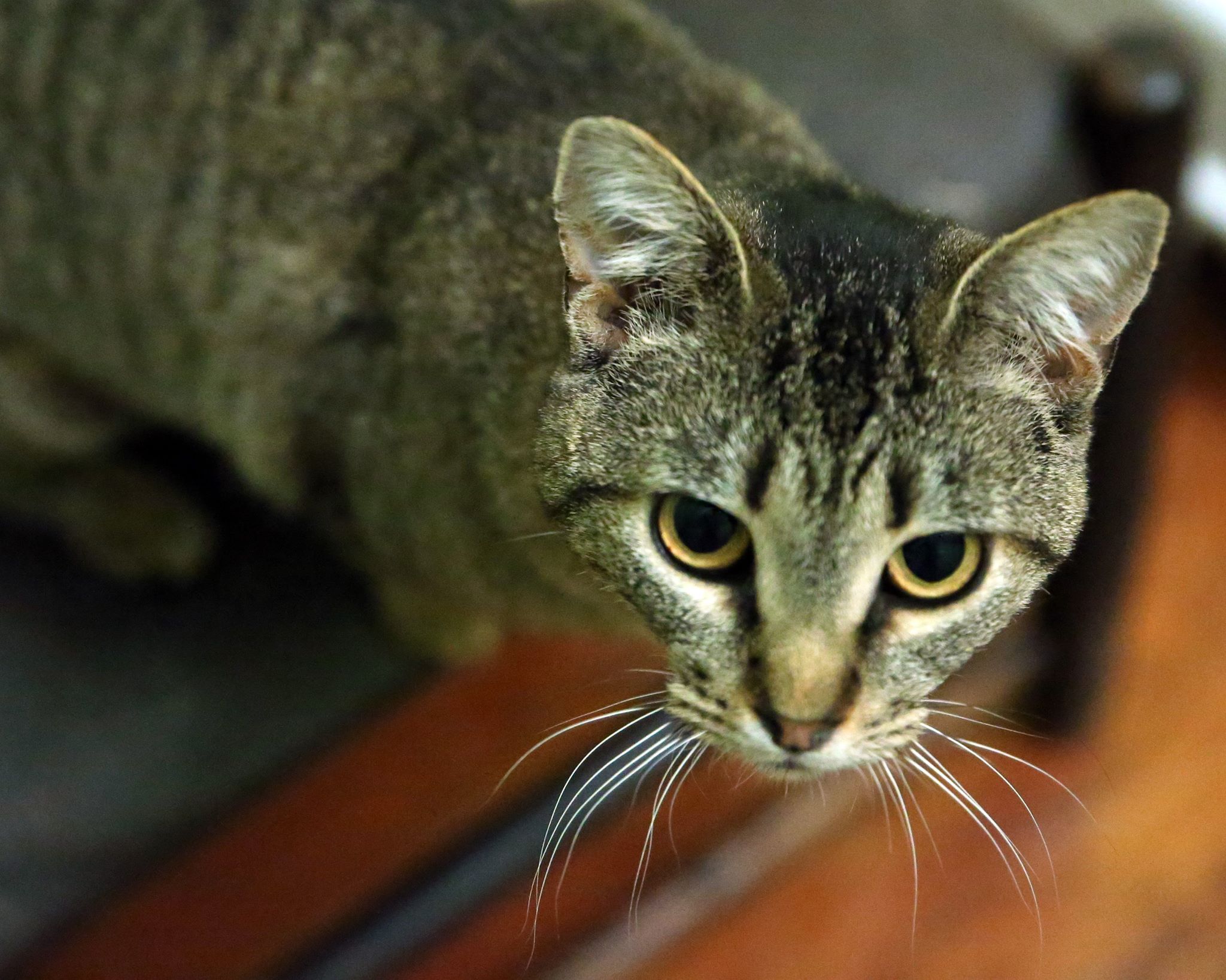 About this cat: Athena – ADOPTED – The Feline Connection