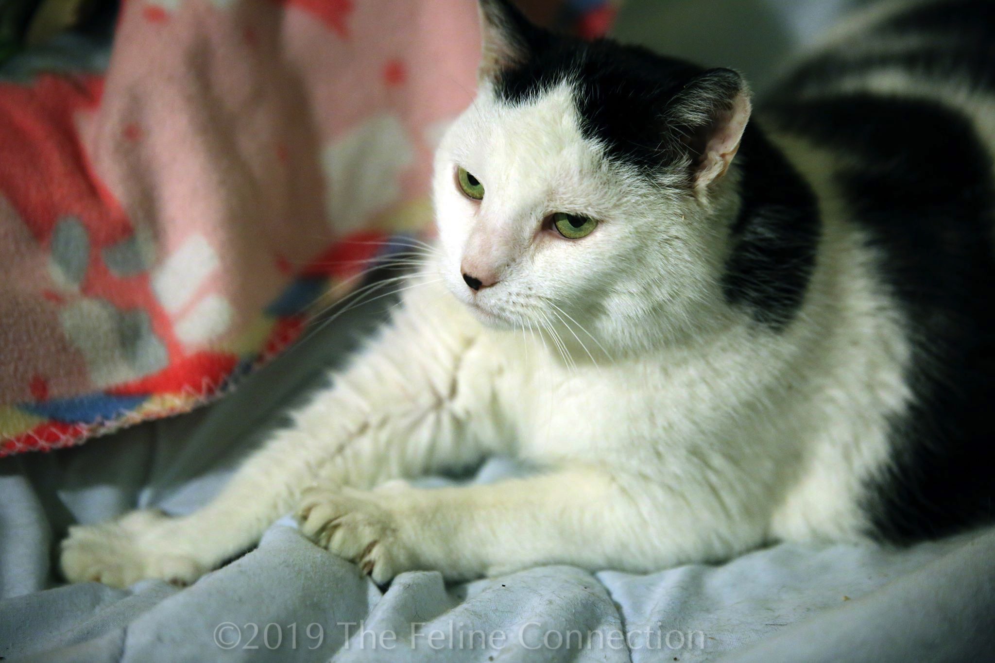 About this Cat: Beans-ADOPTED – The Feline Connection