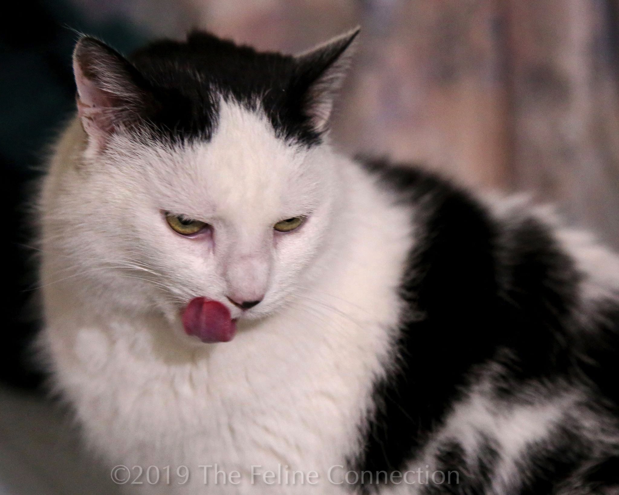 About this Cat: Beans-ADOPTED – The Feline Connection