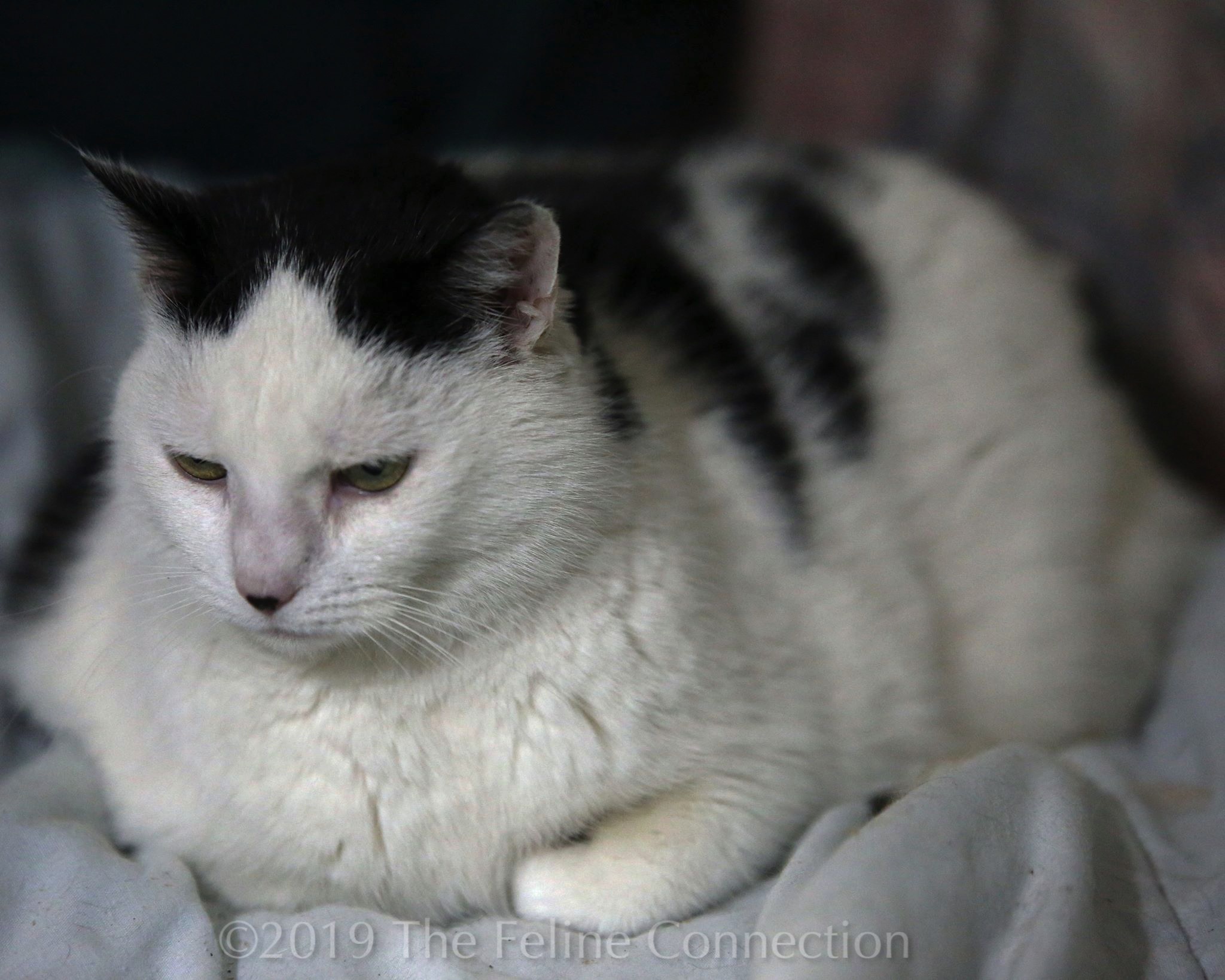 About this Cat: Beans-ADOPTED – The Feline Connection