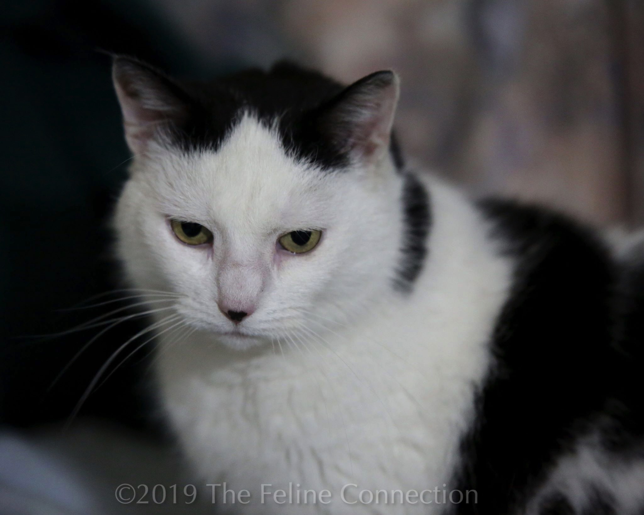 About this Cat: Beans-ADOPTED – The Feline Connection