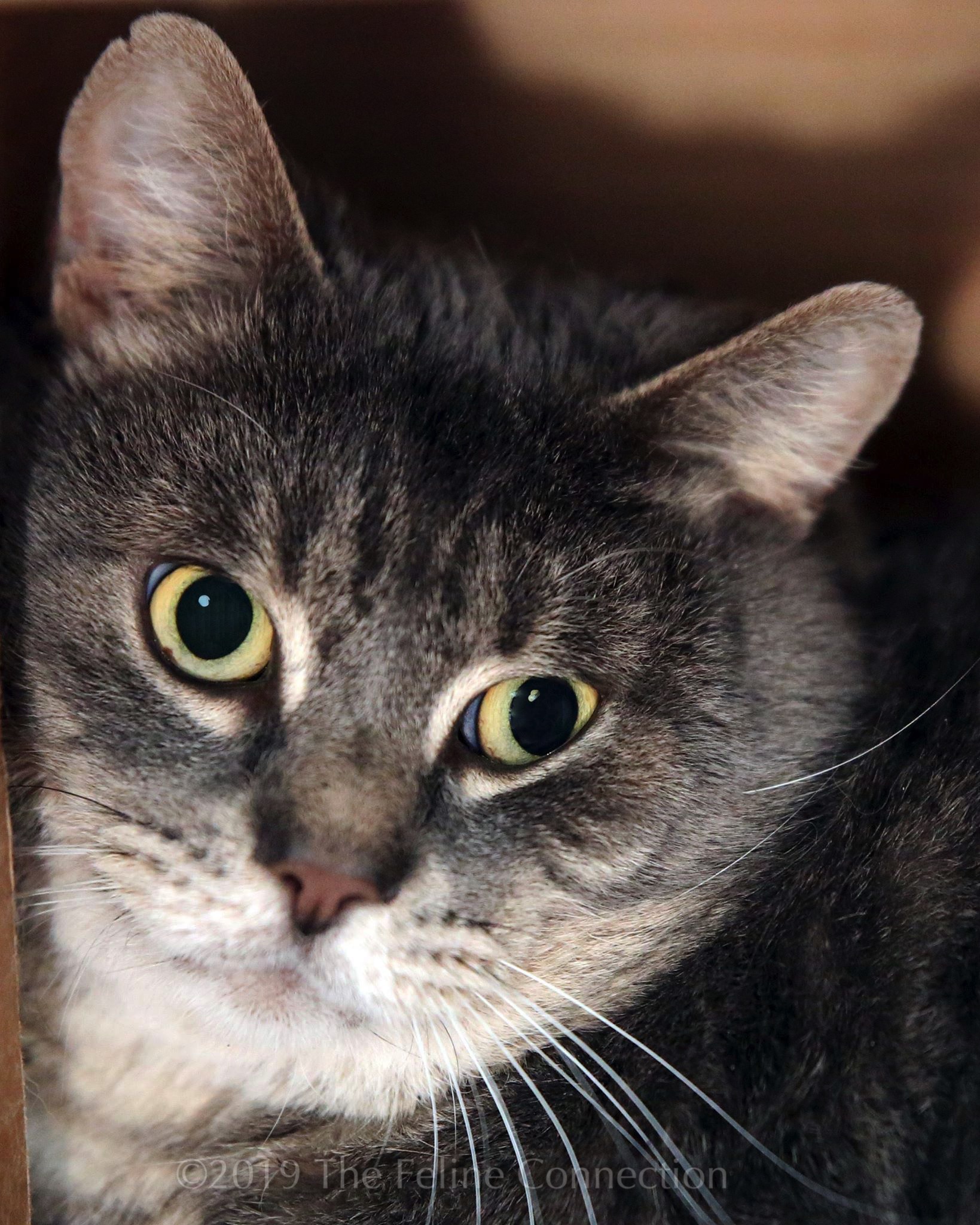 About this cat: Lucky -ADOPTED – The Feline Connection