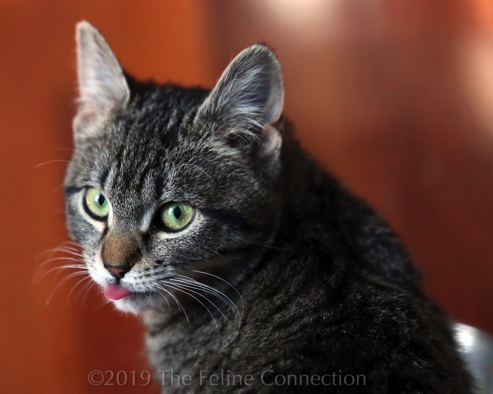 About this cat: Myshka – ADOPTED – The Feline Connection