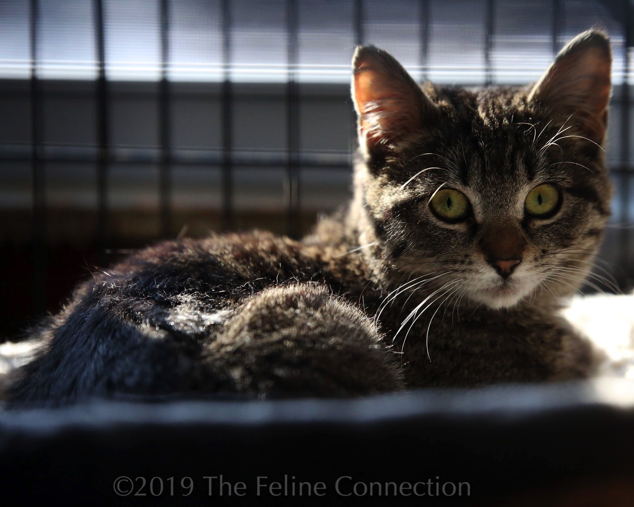 About this cat: Myshka – ADOPTED – The Feline Connection