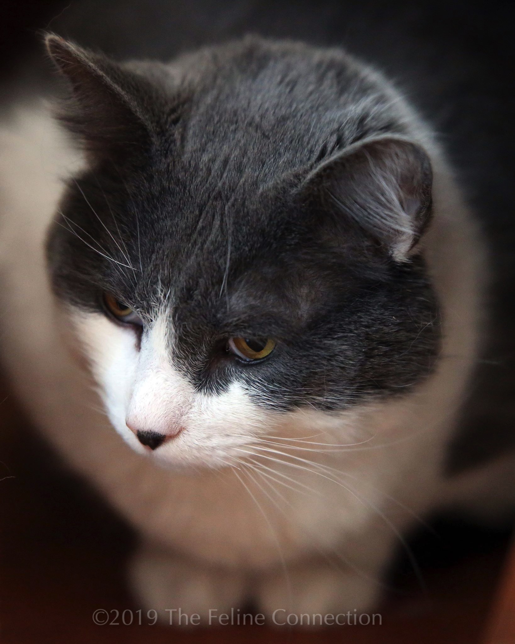 About this Cat: Wolf – ADOPTED – The Feline Connection