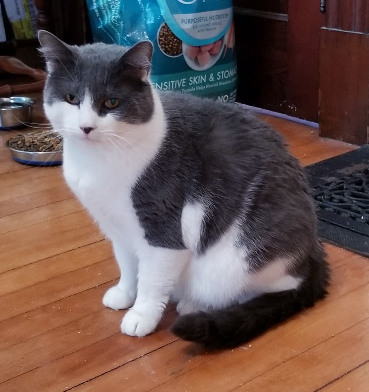 About this Cat: Wolf – ADOPTED – The Feline Connection