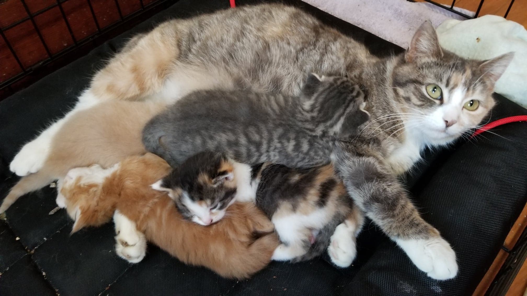 About these Cats: Zara’s Kittens– ADOPTED – The Feline Connection