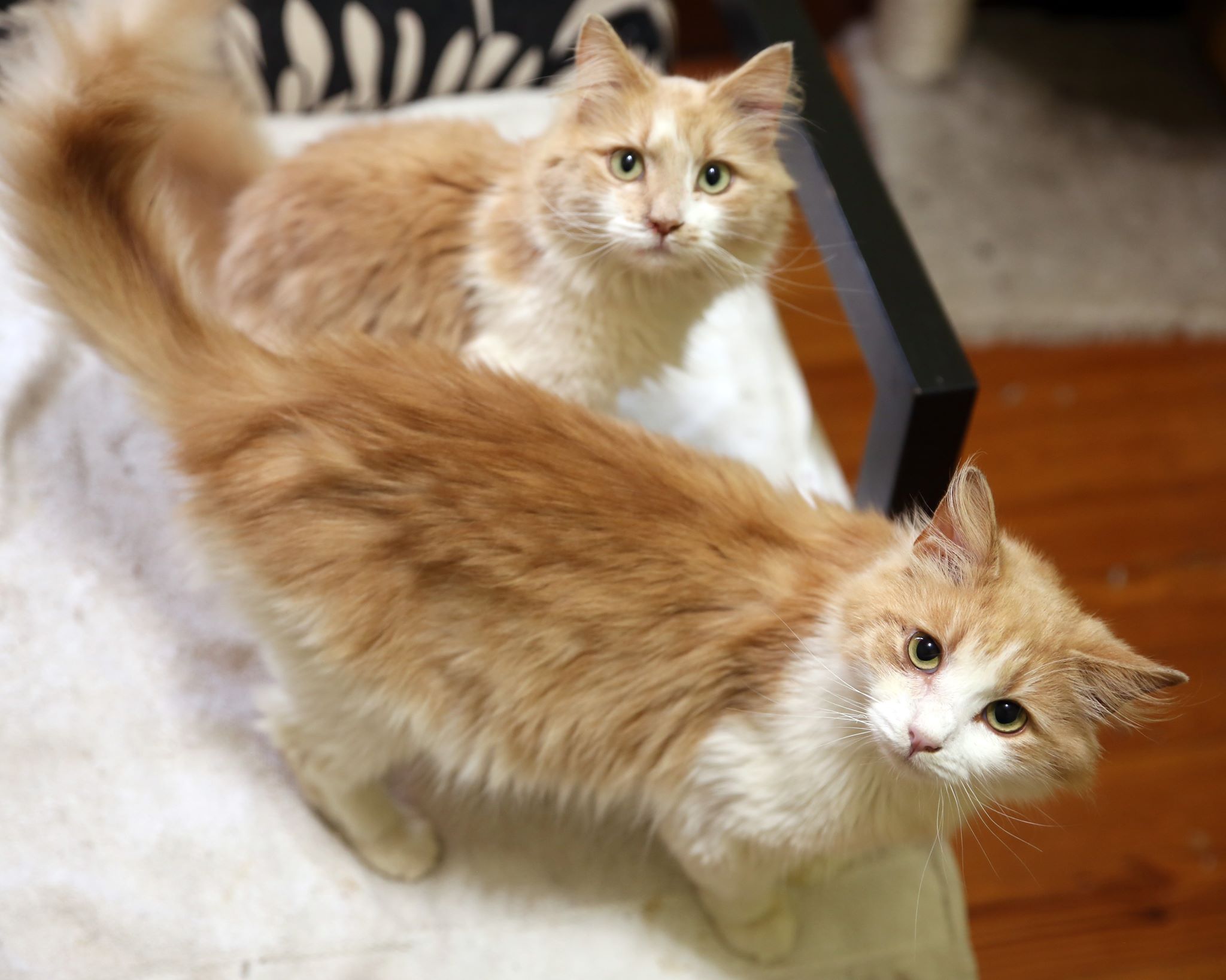 About this Cat: Diamond – ADOPTED – The Feline Connection