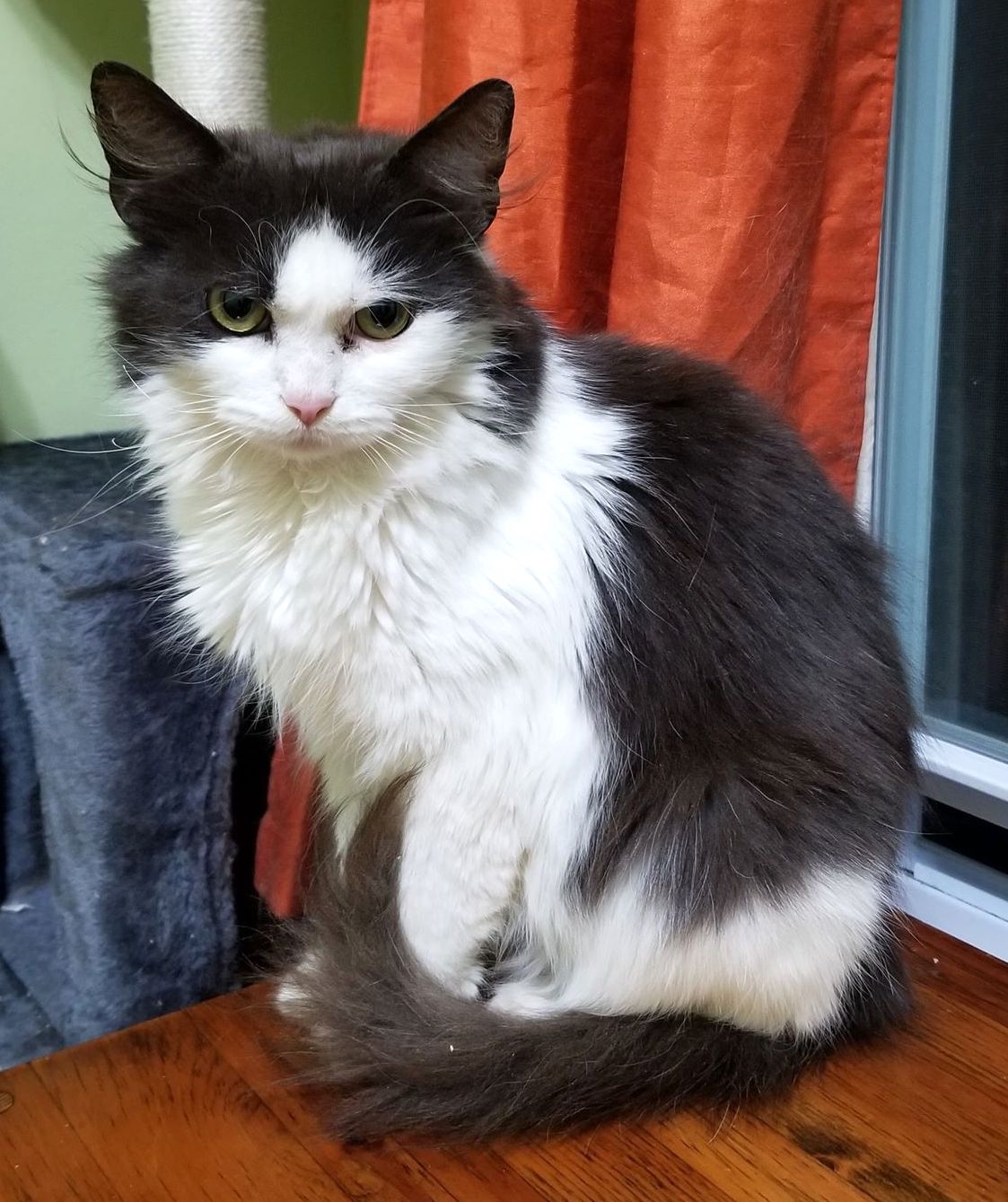 About this Cat: Flint – ADOPTED – The Feline Connection