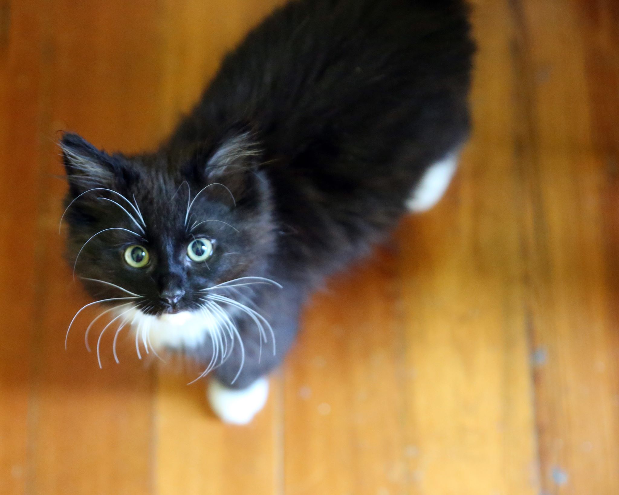 About this Cat: Jasper – ADOPTED – The Feline Connection