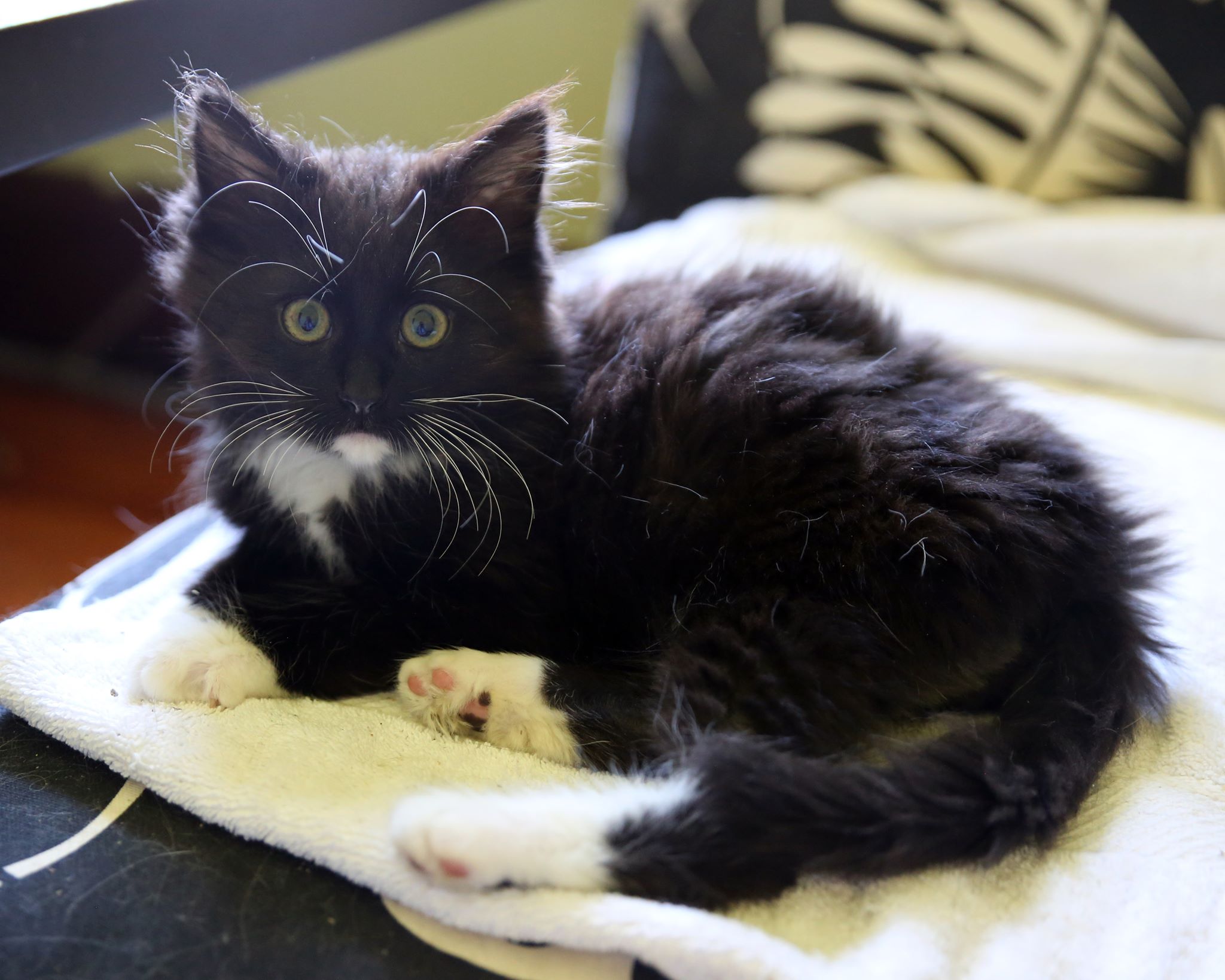 About this Cat: Jasper – ADOPTED – The Feline Connection