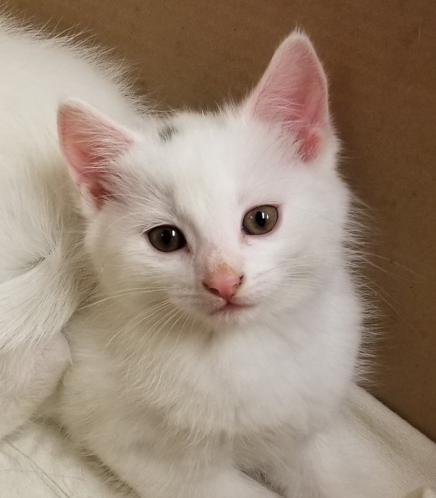 About this Cat: Myrtle – ADOPTED – The Feline Connection