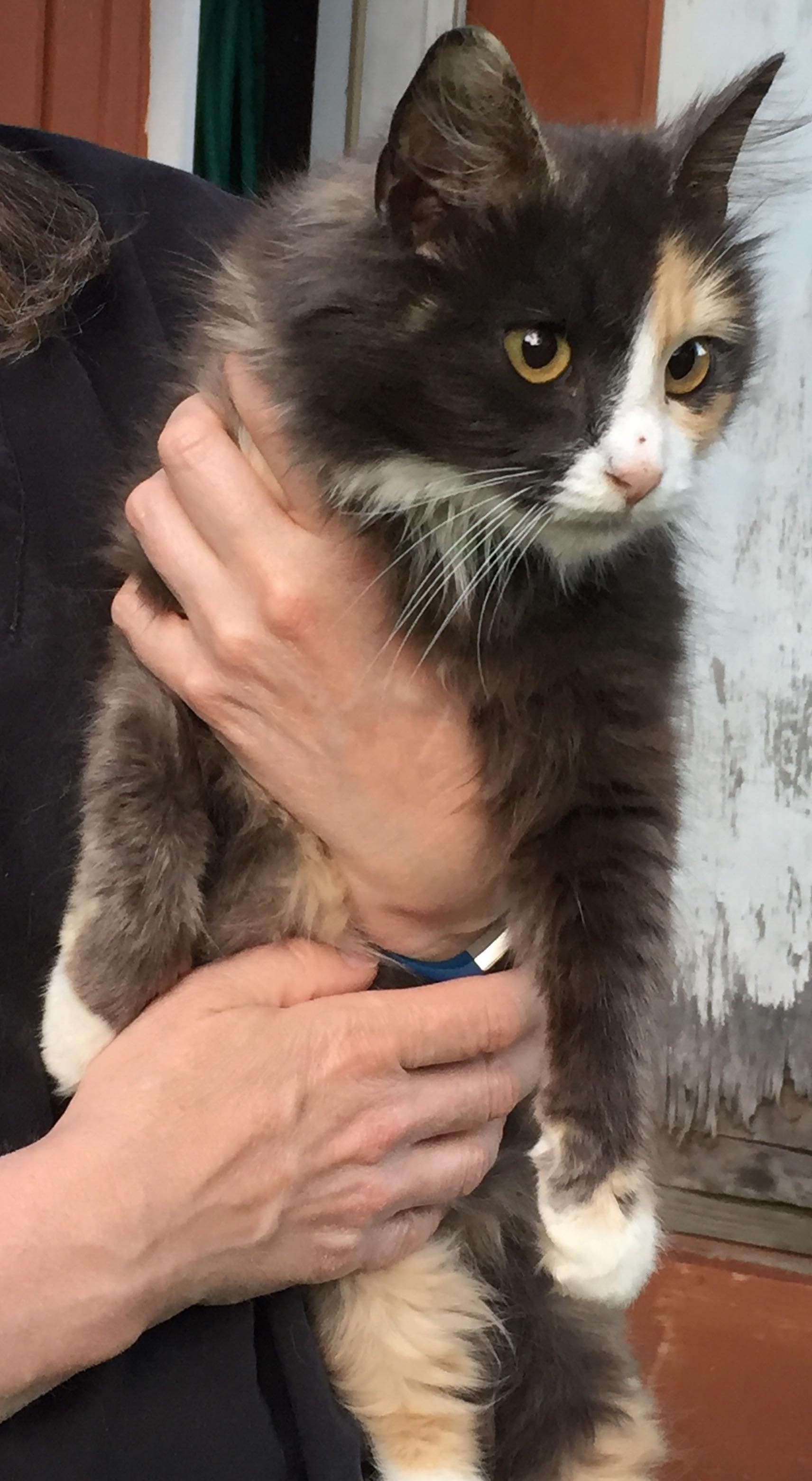 About this Cat: Opal – ADOPTED – The Feline Connection