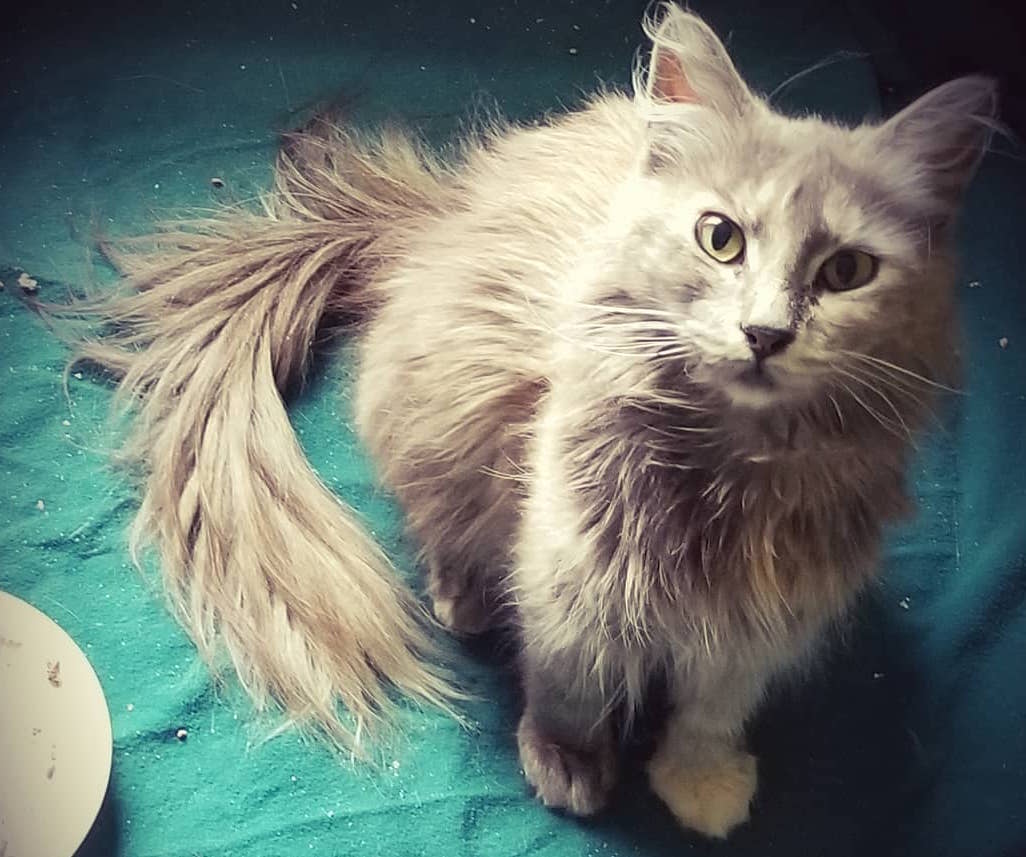 About this Cat: Quill – ADOPTED – The Feline Connection