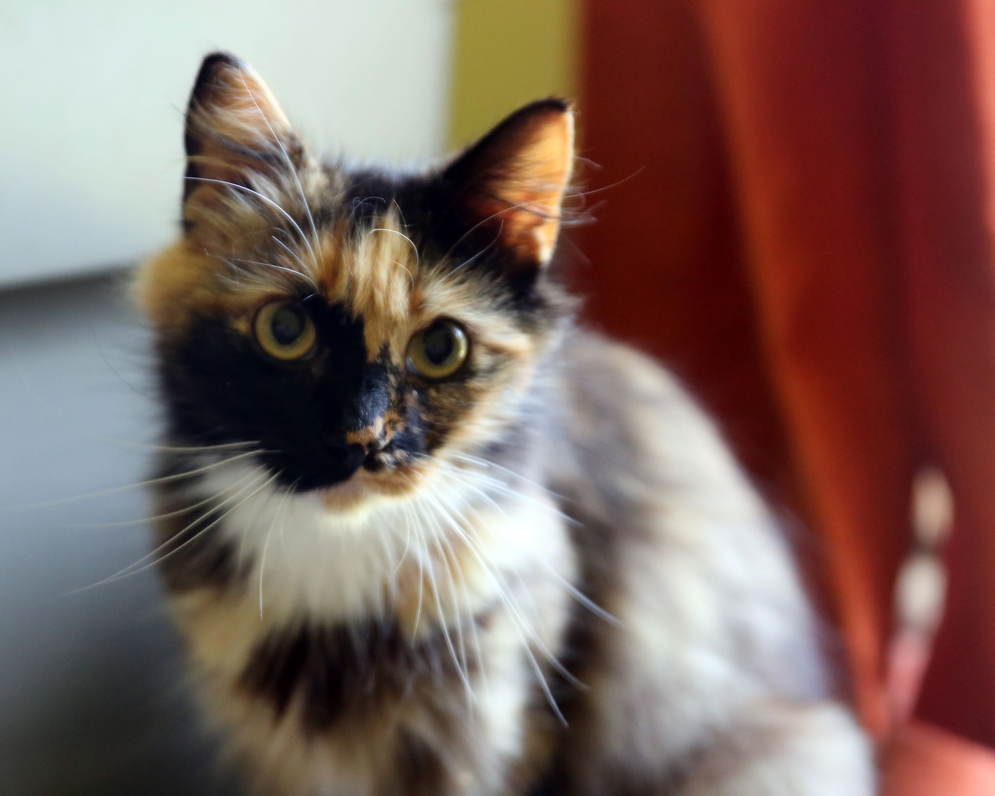 About this Cat: Sapphire – ADOPTED – The Feline Connection