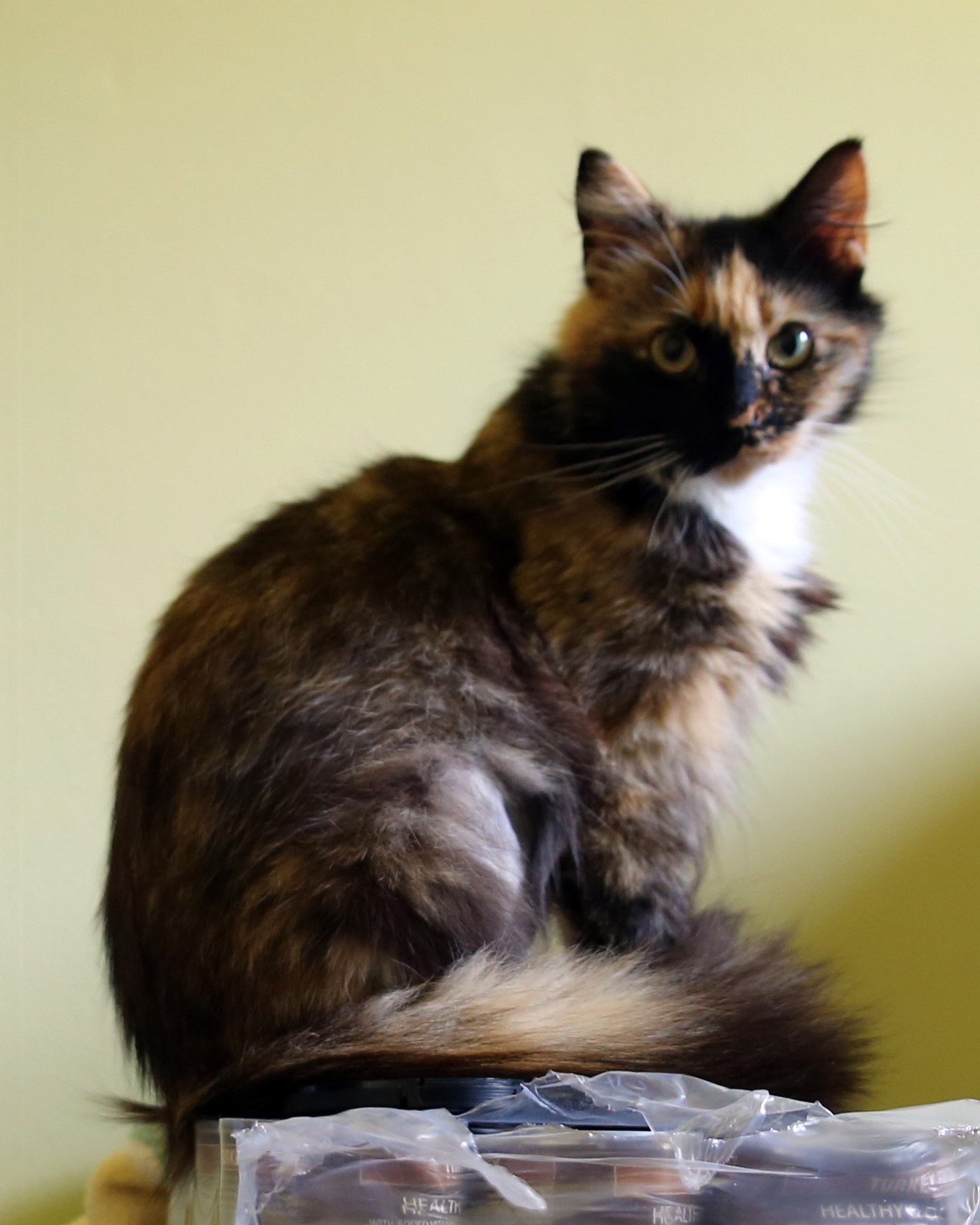 About this Cat: Sapphire – ADOPTED – The Feline Connection