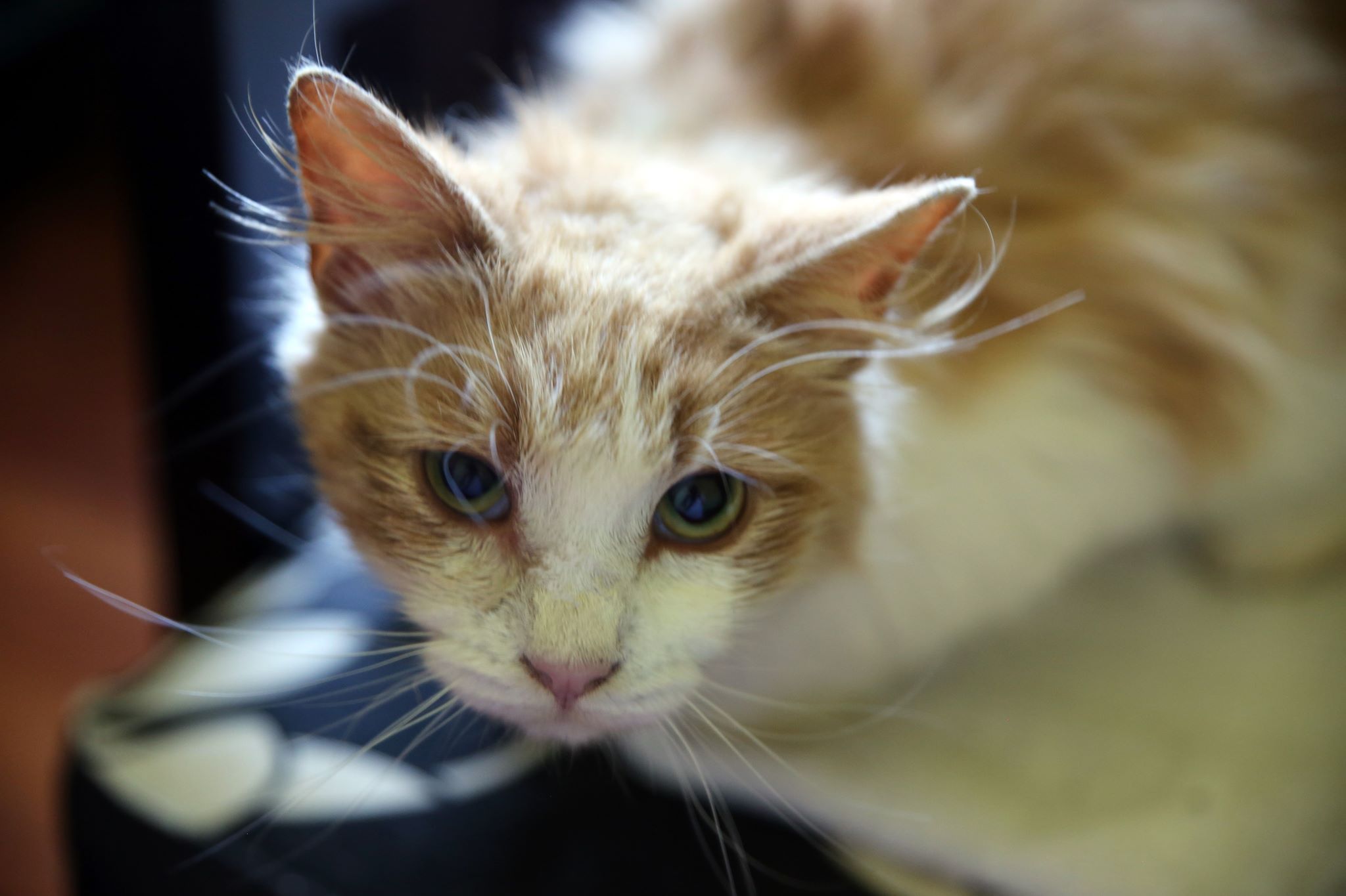 About this Cat: Sgt. Tibbs – ADOPTED – The Feline Connection