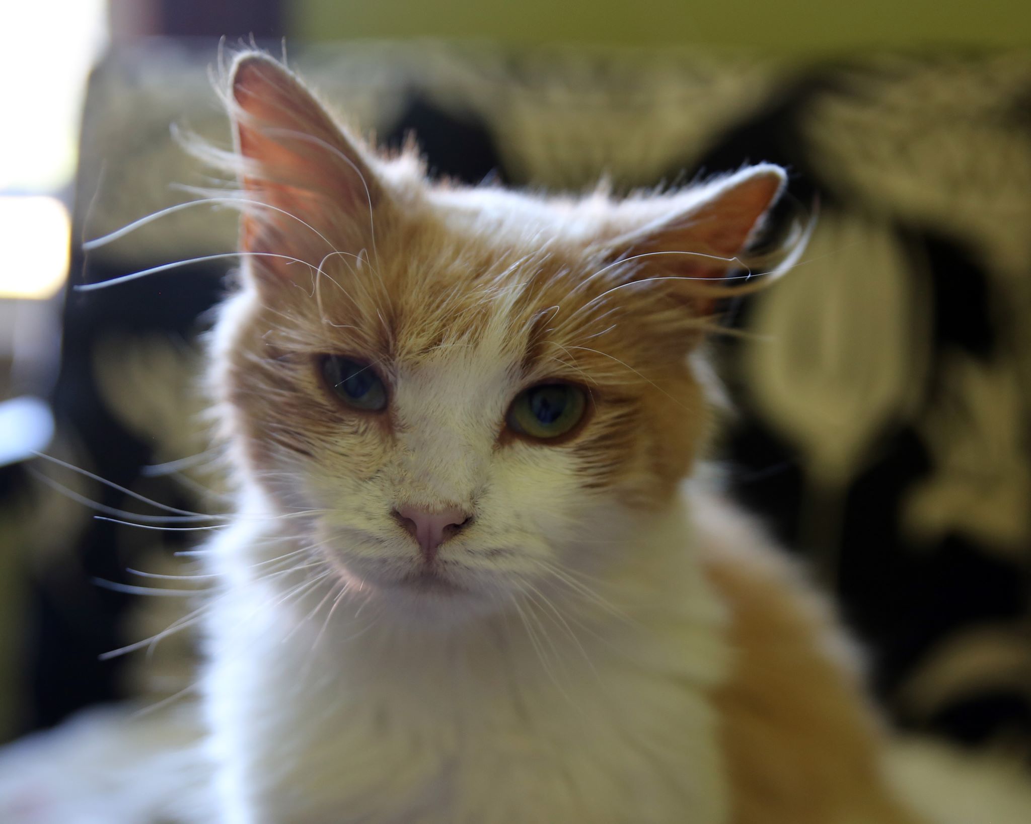 About this Cat: Sgt. Tibbs – ADOPTED – The Feline Connection