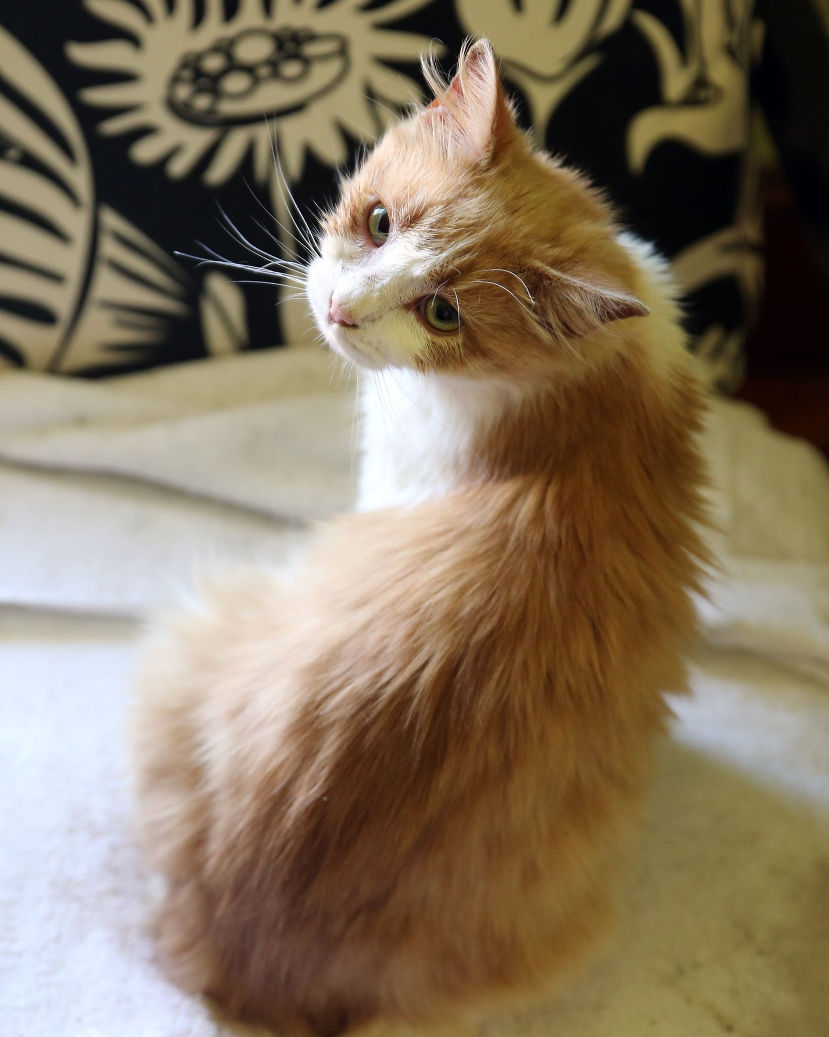 About this Cat: Sgt. Tibbs – ADOPTED – The Feline Connection