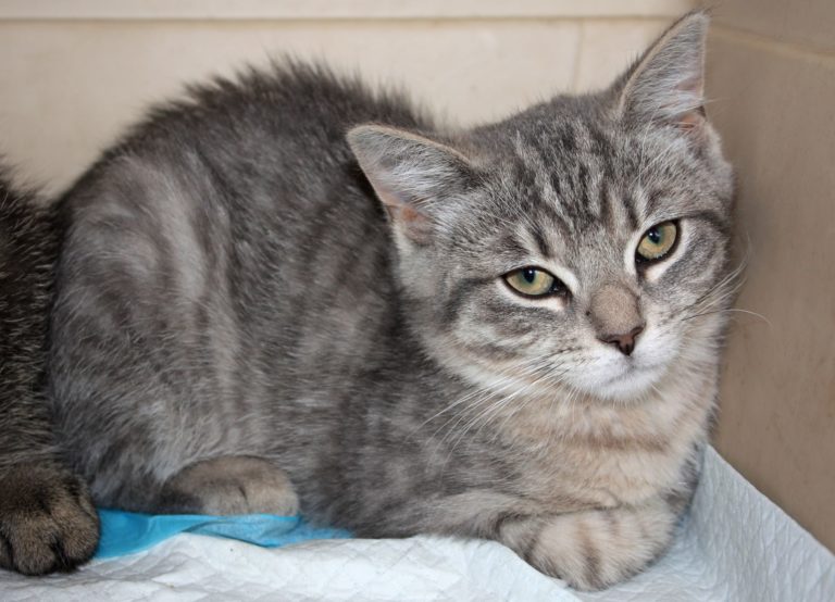 About this Cat: Aravis – ADOPTED – The Feline Connection