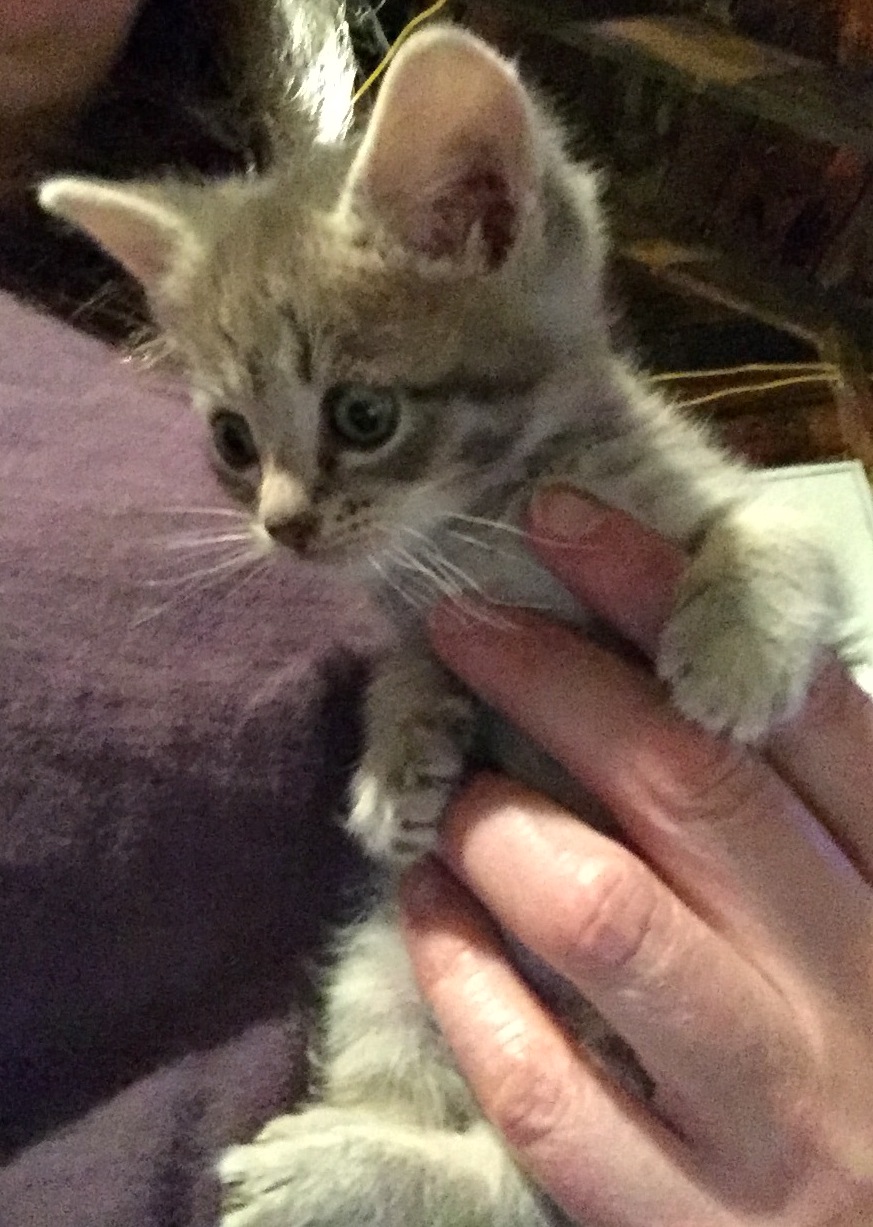 About this Cat: Barnabus – ADOPTED – The Feline Connection