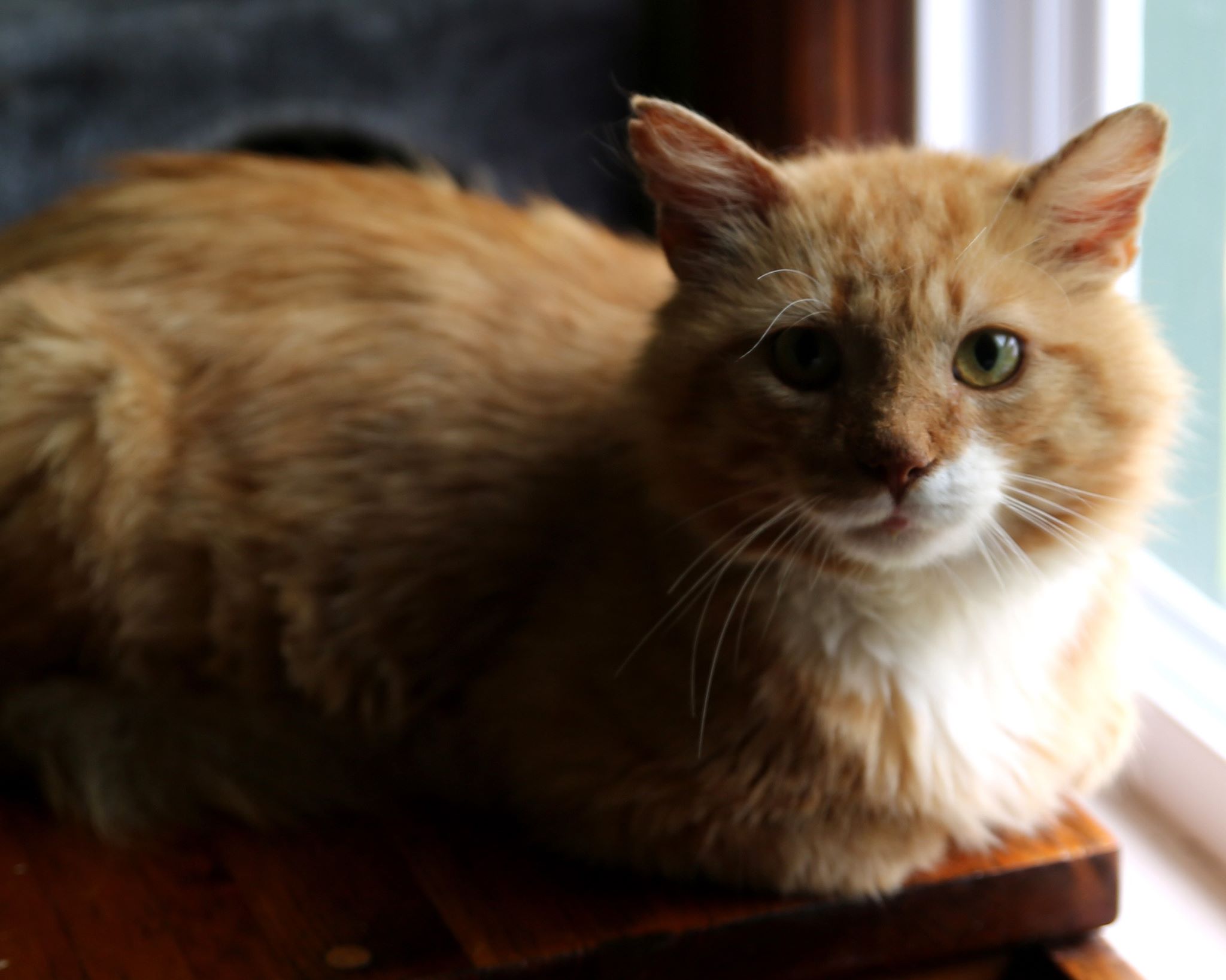 About this Cat: Citrine – ADOPTED – The Feline Connection