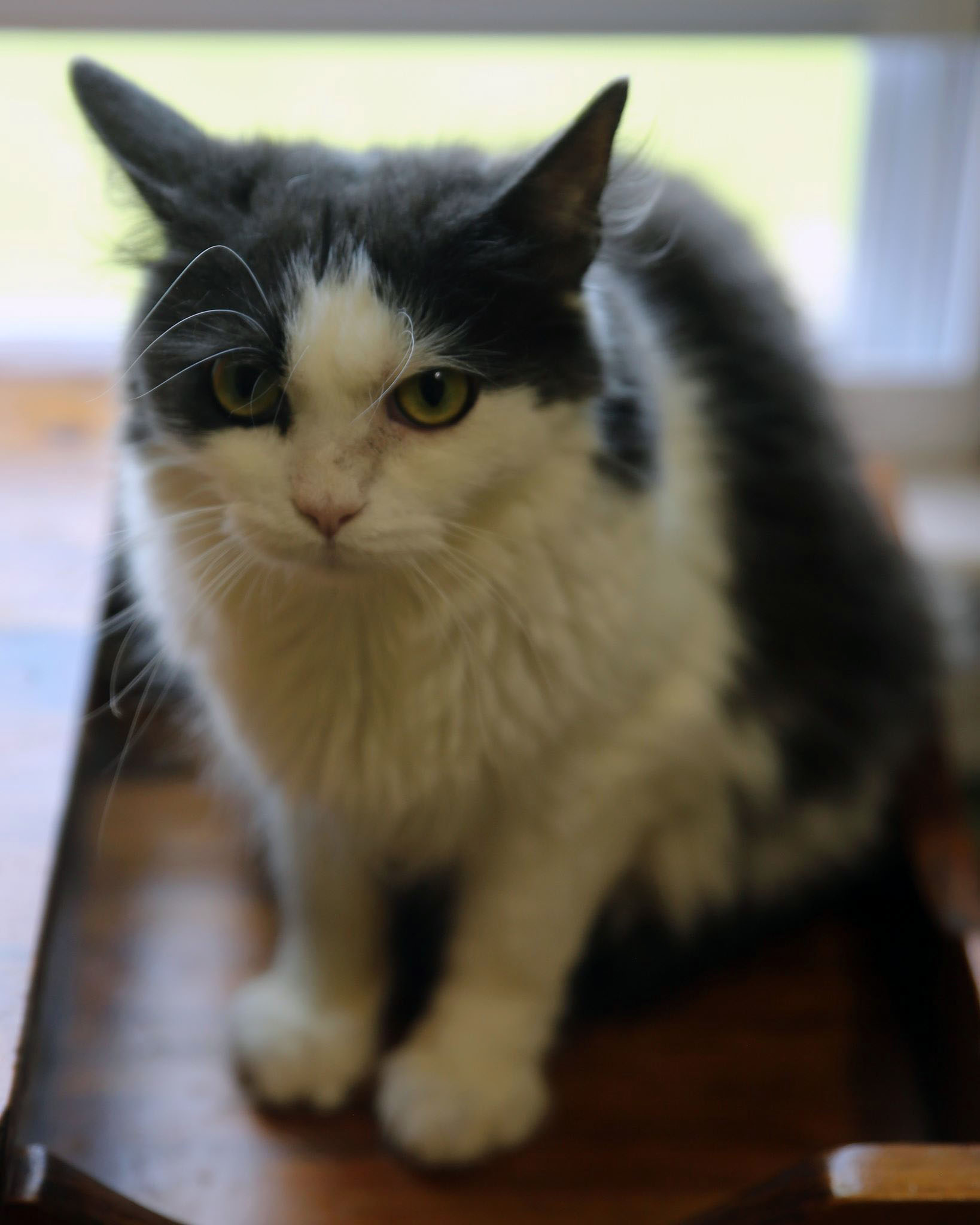 About this Cat: Flint – ADOPTED – The Feline Connection