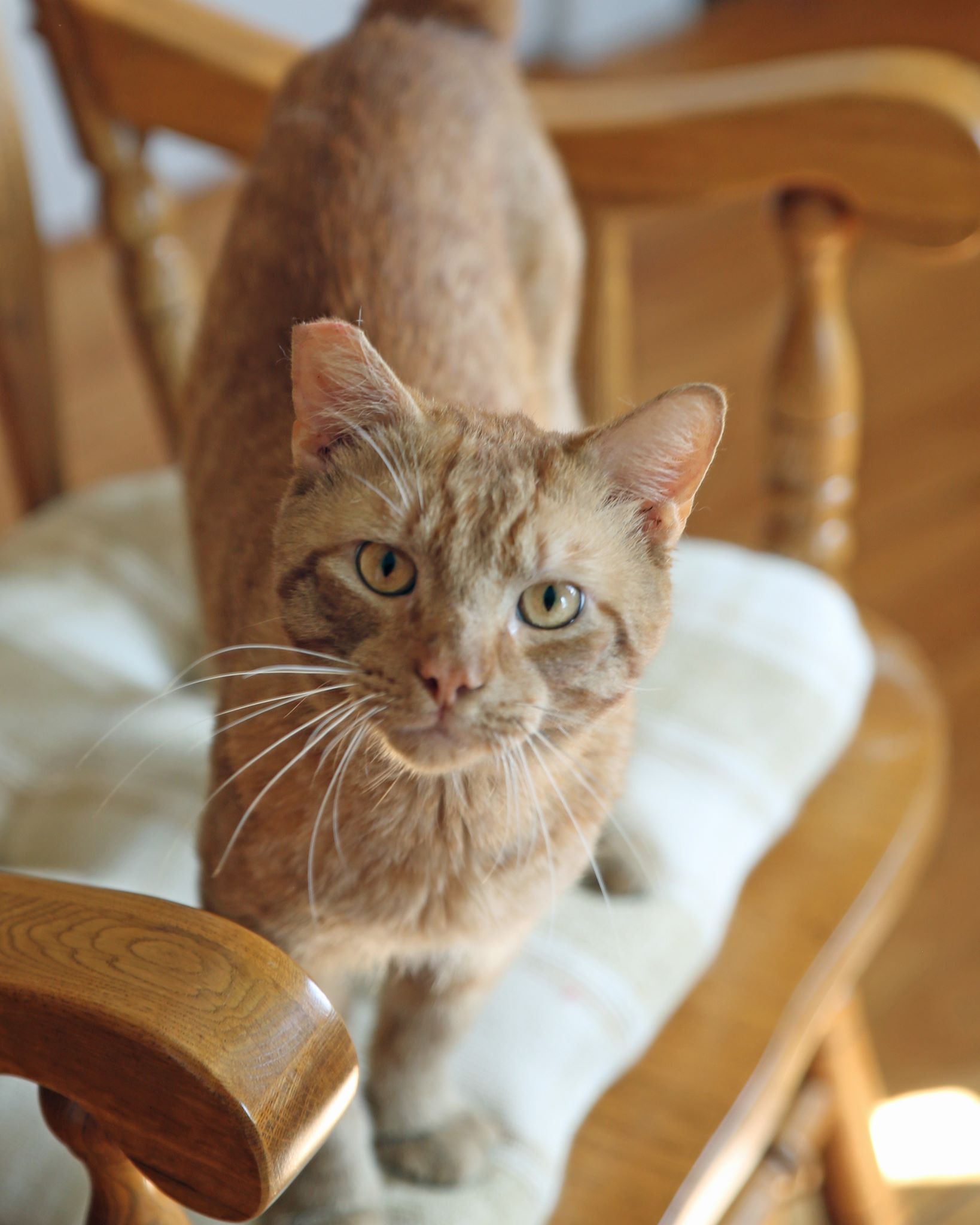 About this Cat: Moses – The Feline Connection