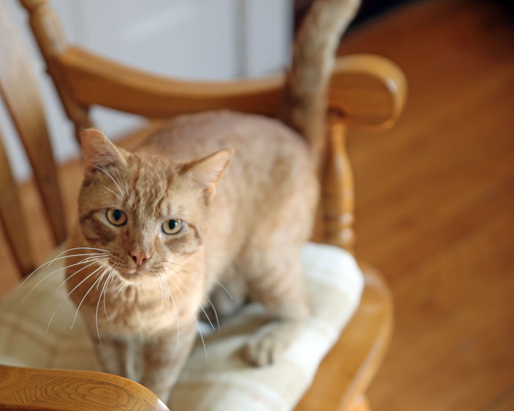 About this Cat: Moses – The Feline Connection