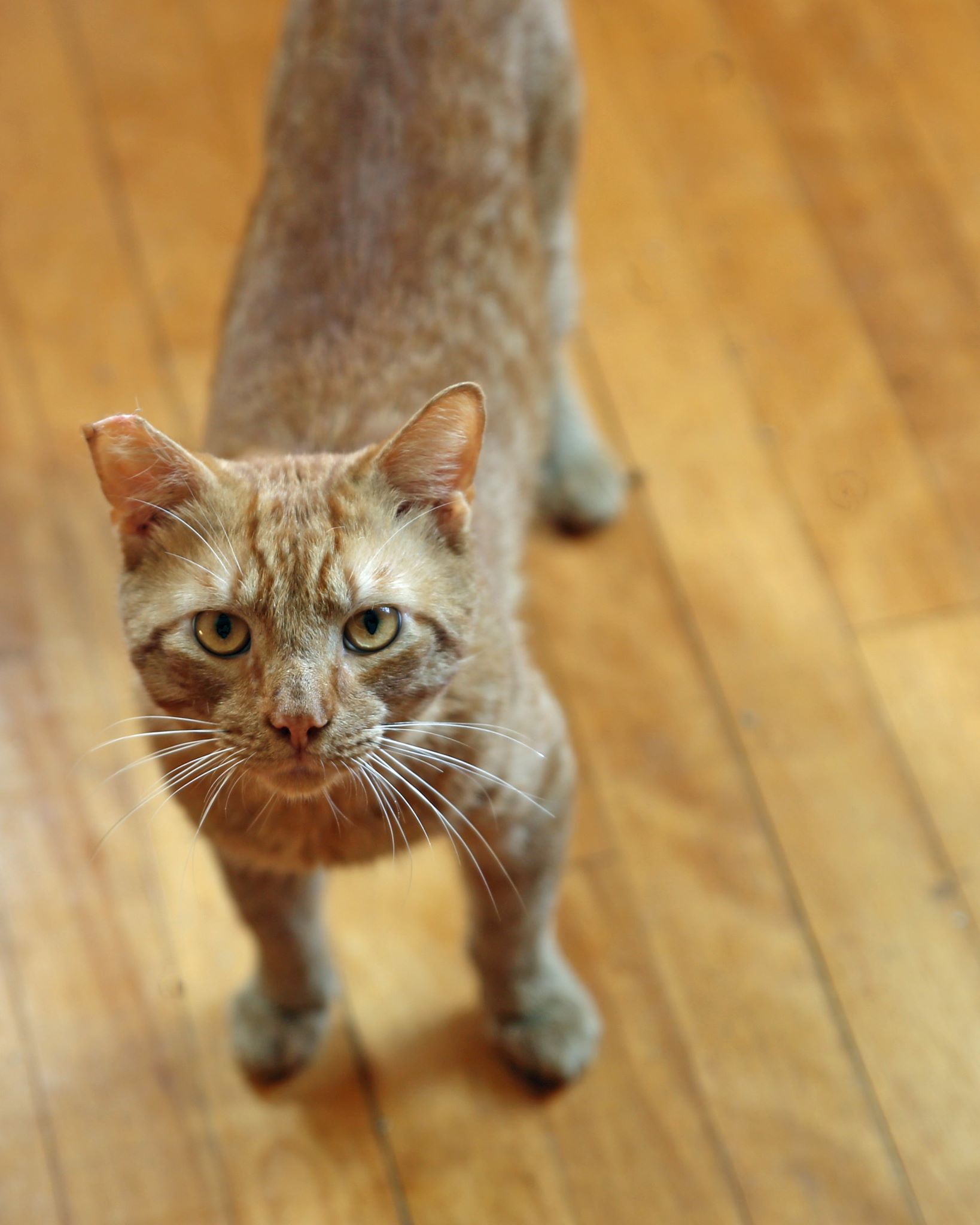 About this Cat: Moses – The Feline Connection