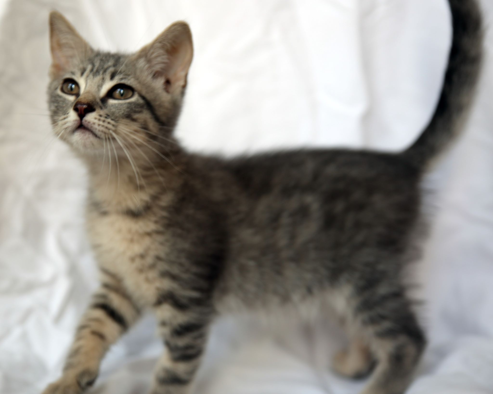 About this Cat: Ransom – ADOPTED – The Feline Connection