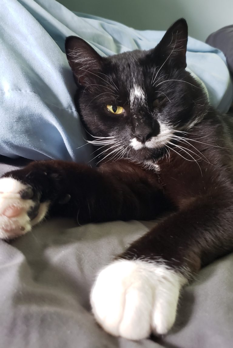 About this Cat: Oreo – ADOPTED – The Feline Connection