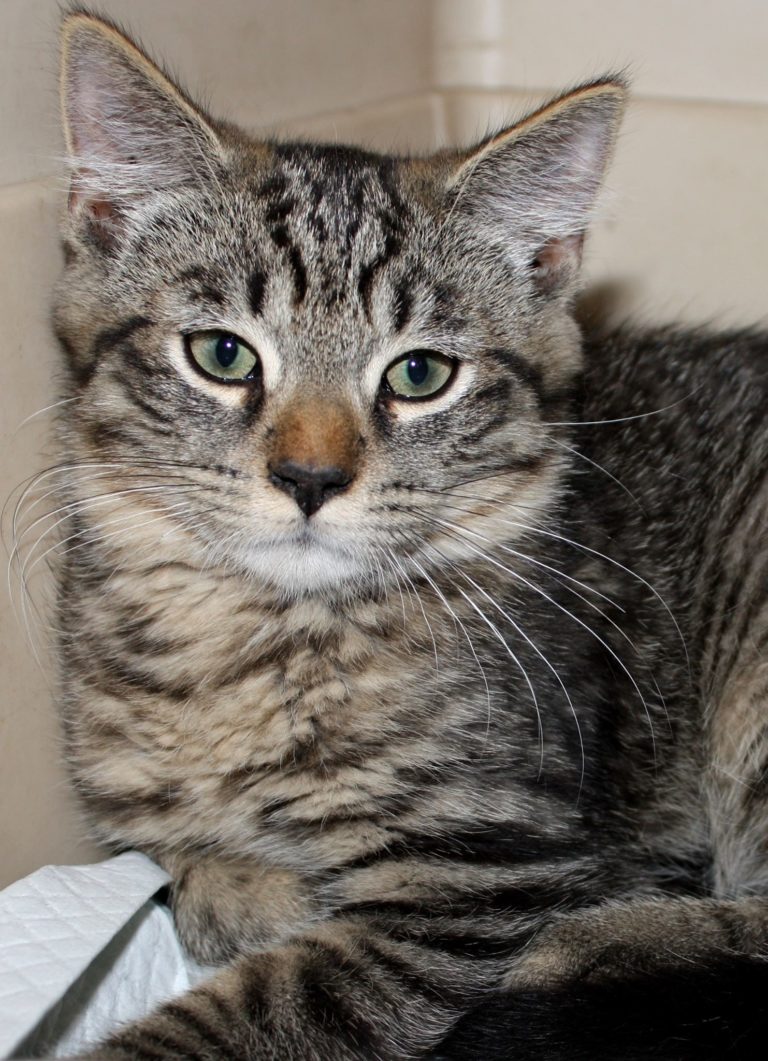 About this Cat: Shasta – ADOPTED – The Feline Connection