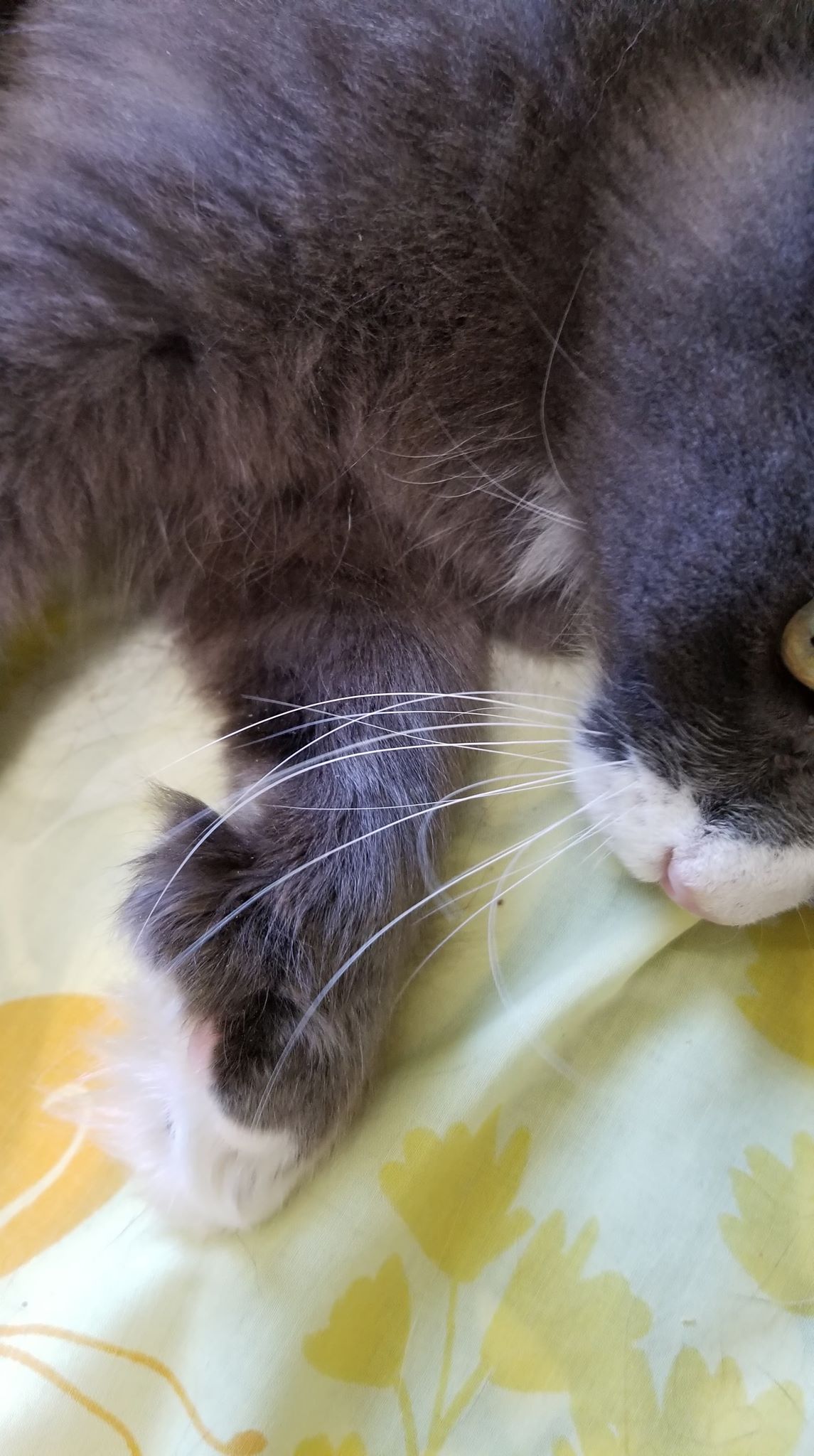 About this Cat: Topaz – an Orwell Jewel–ADOPTED – The Feline Connection