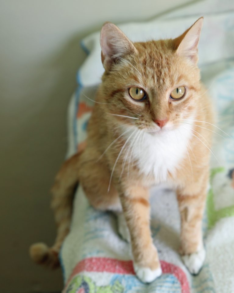 About this Cat: Adele – ADOPTED – The Feline Connection