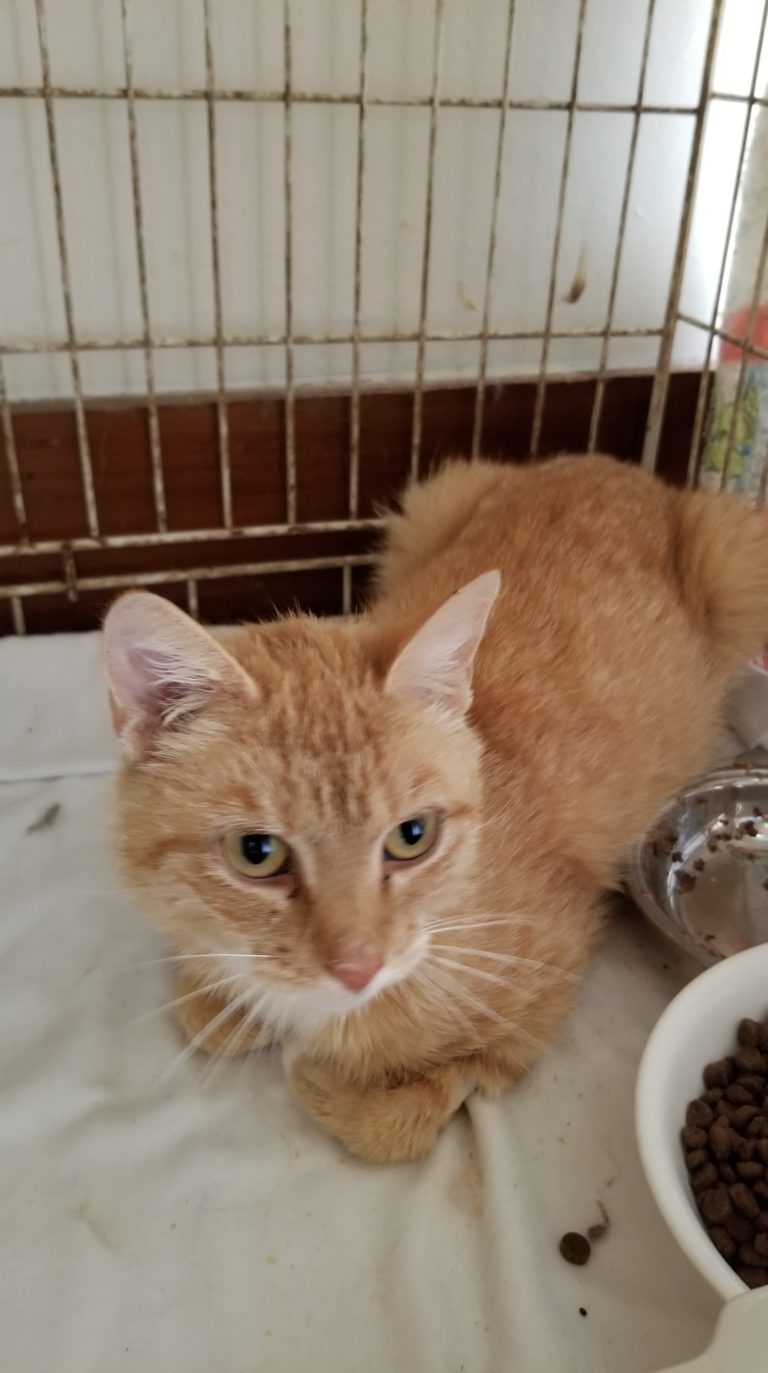 About this Cat: Adele – ADOPTED – The Feline Connection