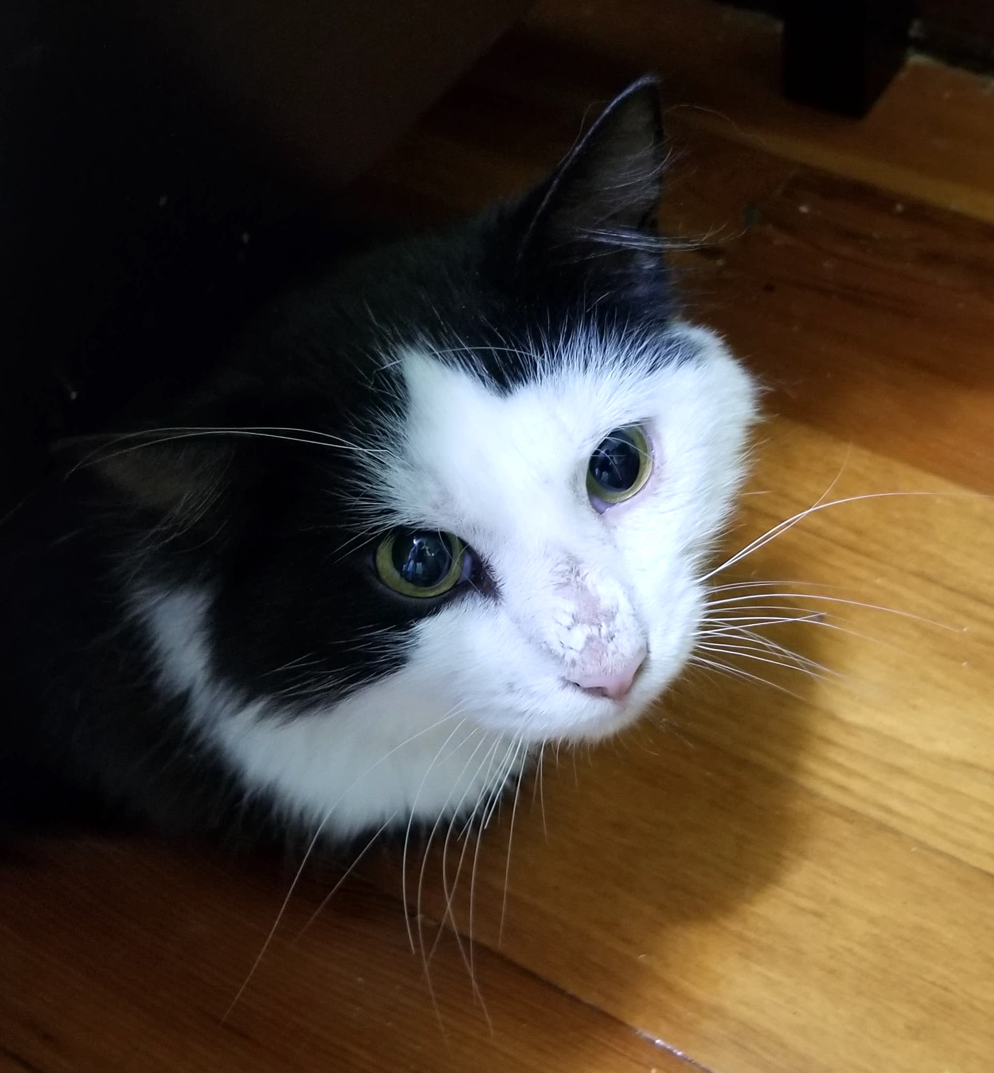 About this Cat: Beryl – An Orwell Jewel –ADOPTED – The Feline Connection