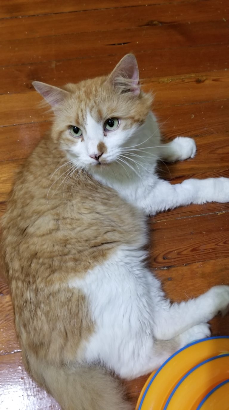 About this Cat: Coral – An Orwell Jewel — ADOPTED – The Feline Connection