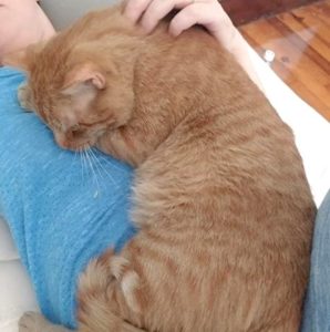 About this Cat: Moses – The Feline Connection